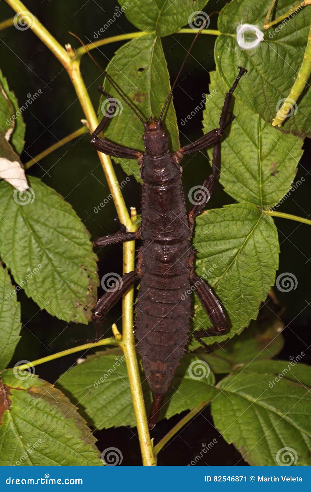 Calcarata Tropical De Eurycantha Del Phasmatodea Imagen de archivo ...