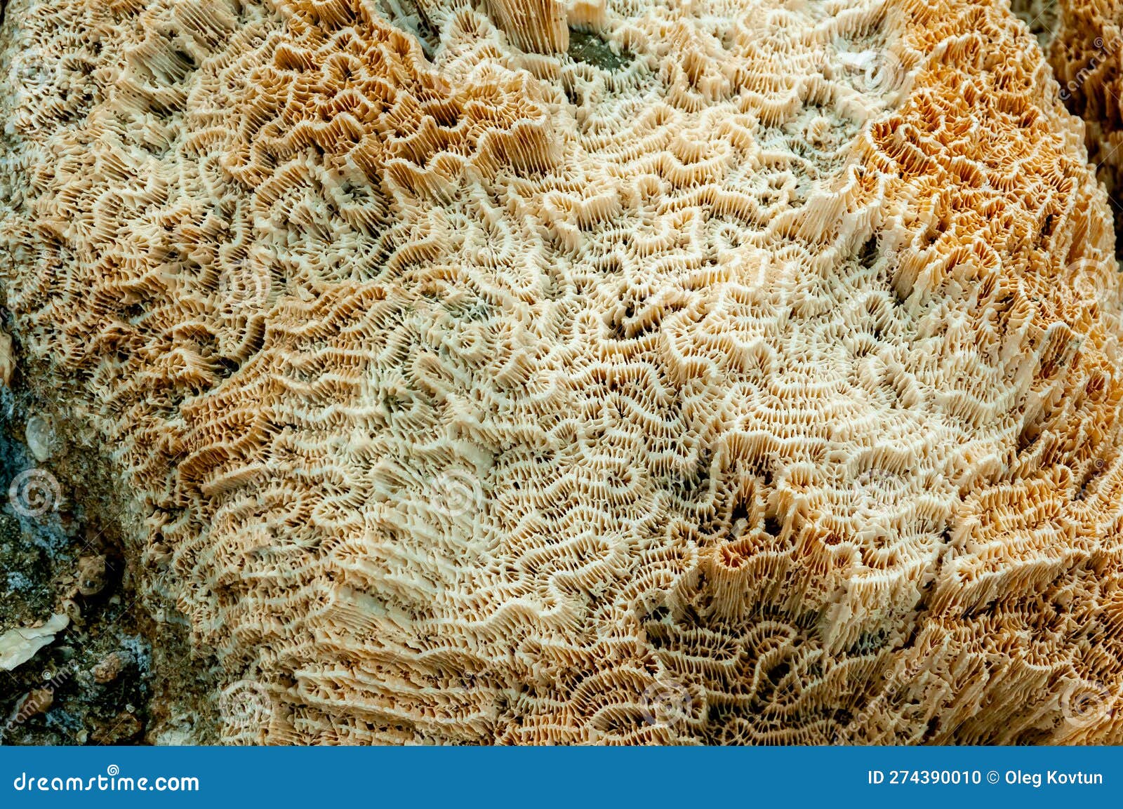 Calcareous Skeleton of Dead Corals. Marsa Alam, Abu Dabab, Egypt Stock ...