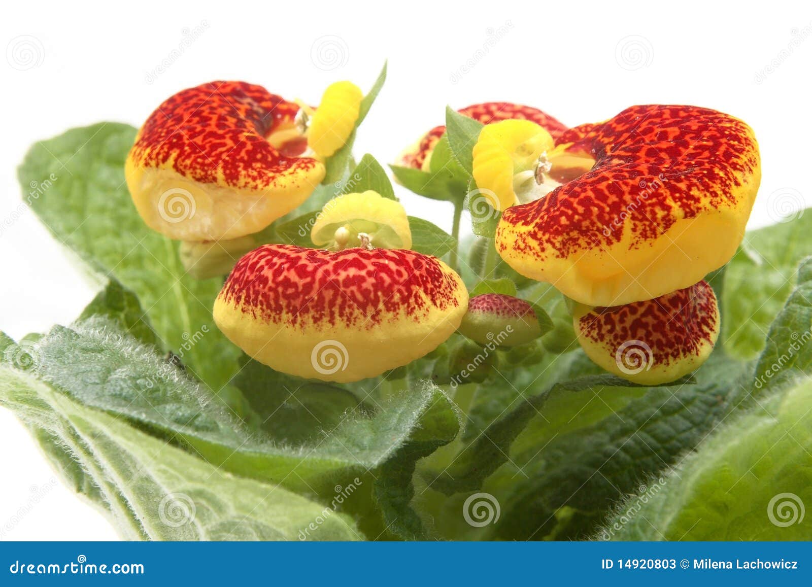 283 Calceolaria Photos - Free & Royalty-Free Stock Photos from Dreamstime