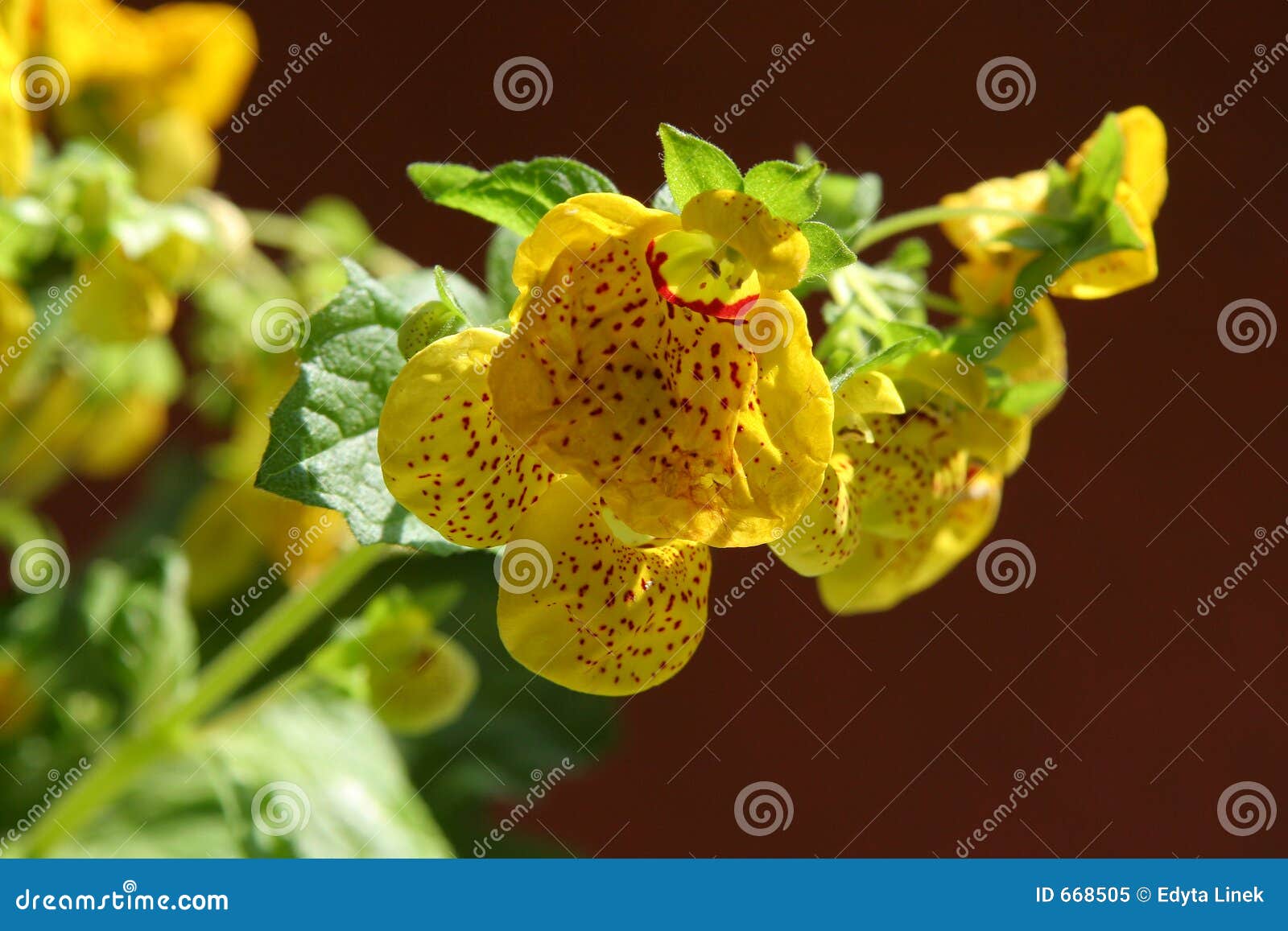 Calceolaria imagem de stock. Imagem de flores, florescer - 668505