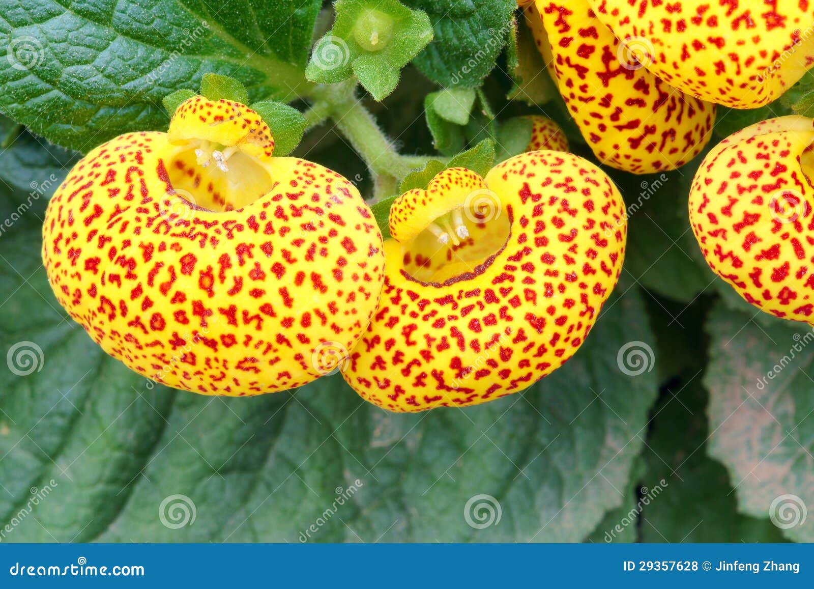 Calceolaria flower stock photo. Image of slipper, plant - 29357628