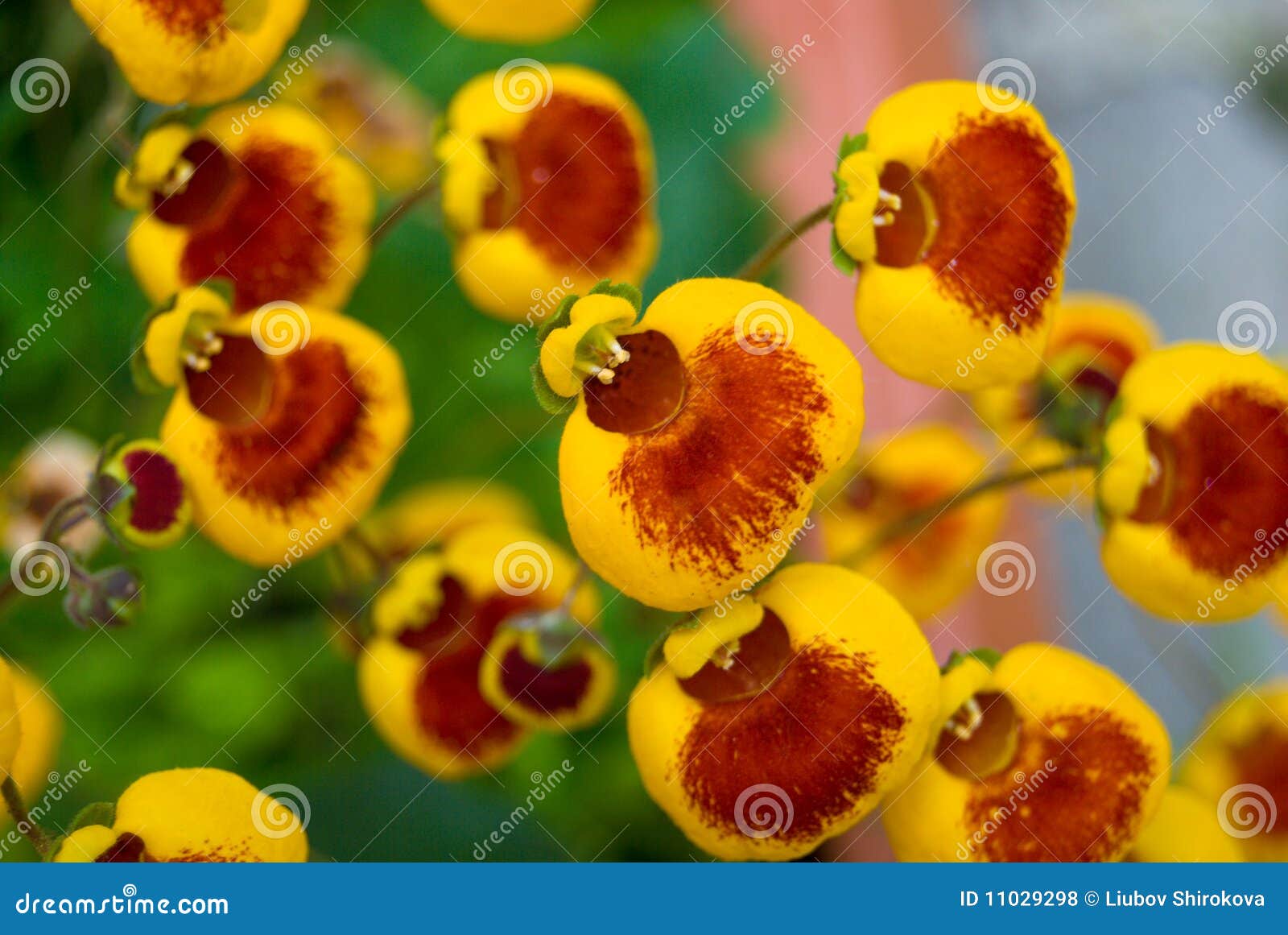 Calceolaria flowers stock photo. Image of incentive, pouch - 11029298