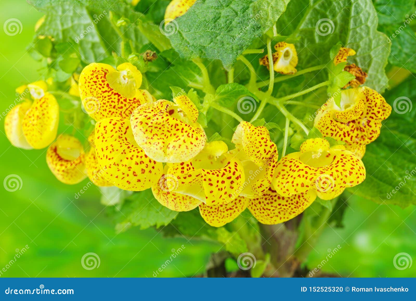 Calceolaria Herbeohybrida Flowers Stock Photo - Image of mushroomflower ...