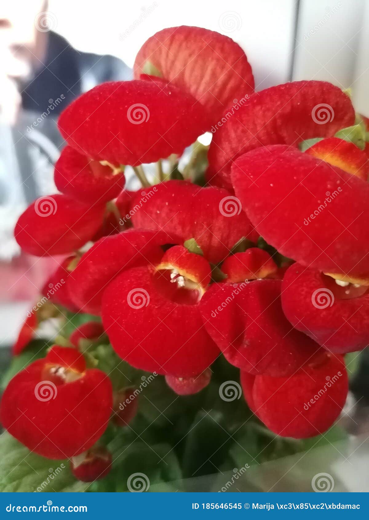 Calceolaria red flower stock image. Image of pink, flower - 185646545