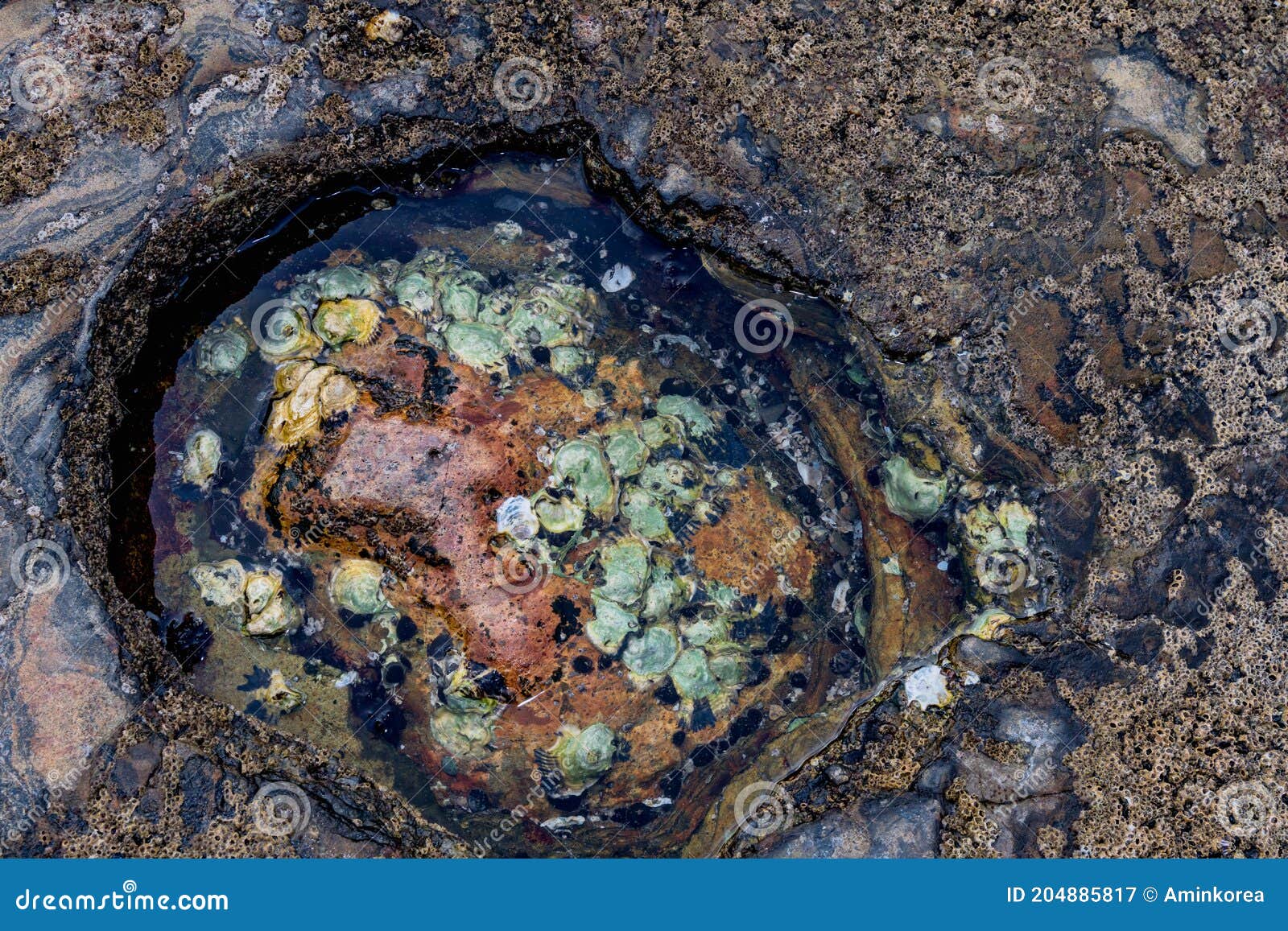 Calcified Seashells in Stratified Rocks Stock Image - Image of banded ...