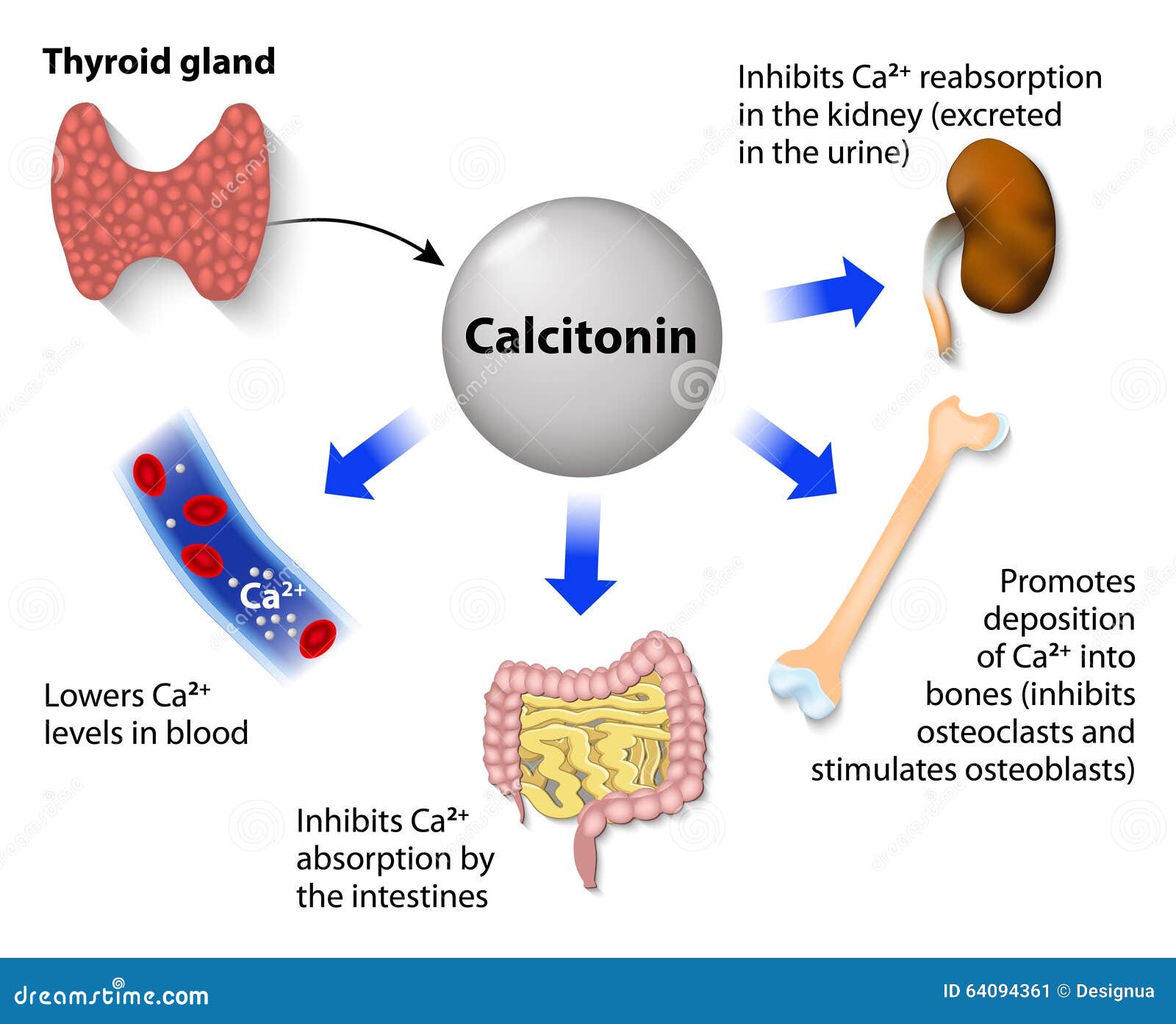 Calcitonina O Thyrocalcitonin Ilustración del Vector - Ilustración de ...