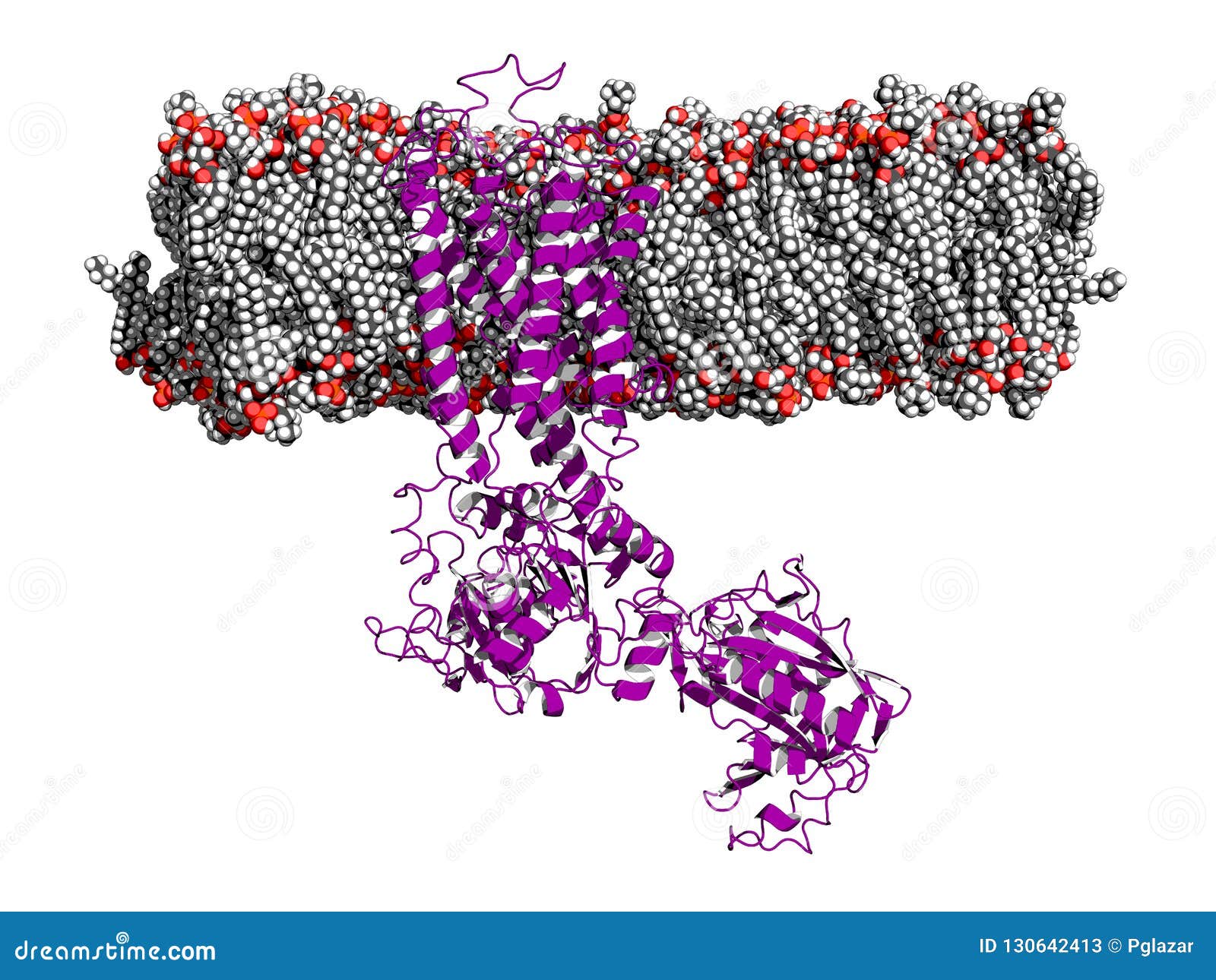 Calcium pump stock illustration. Illustration of medicine - 130642413