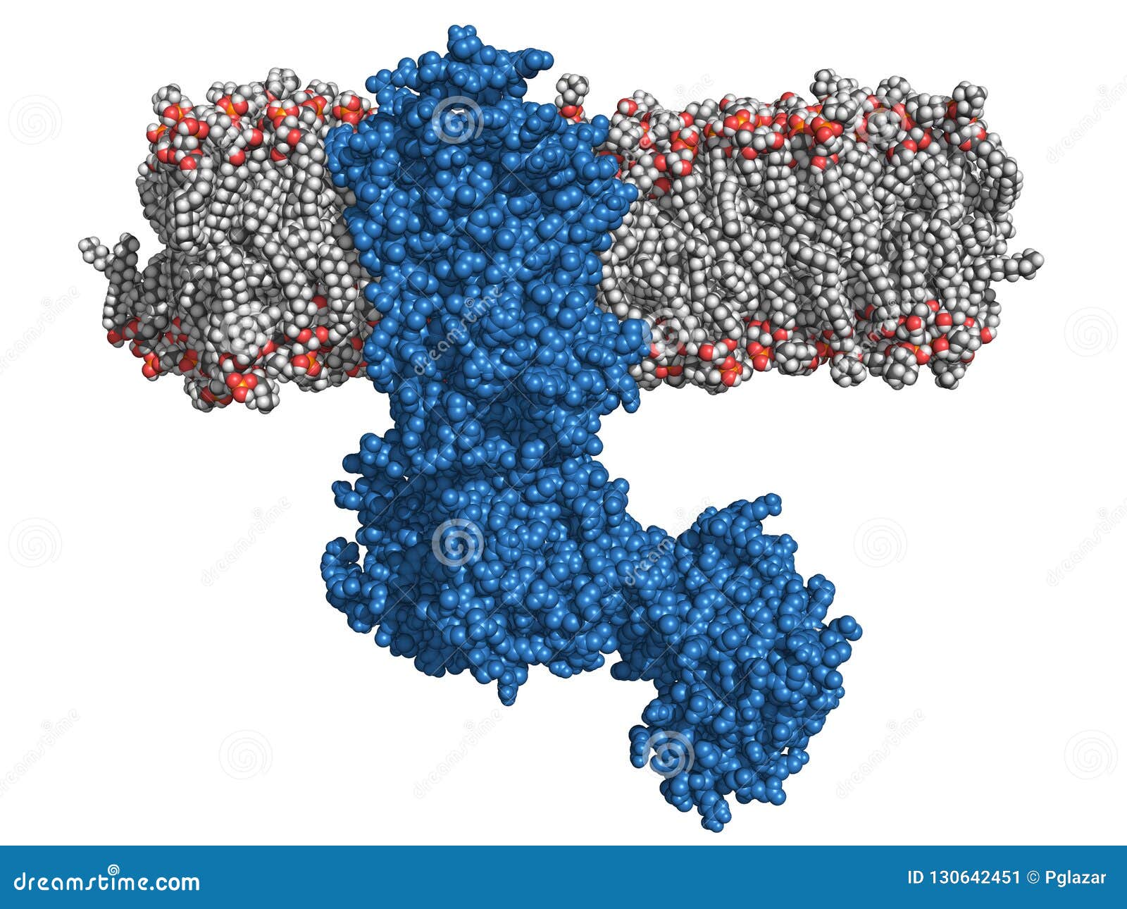 Calcium pump stock illustration. Illustration of biology - 130642451