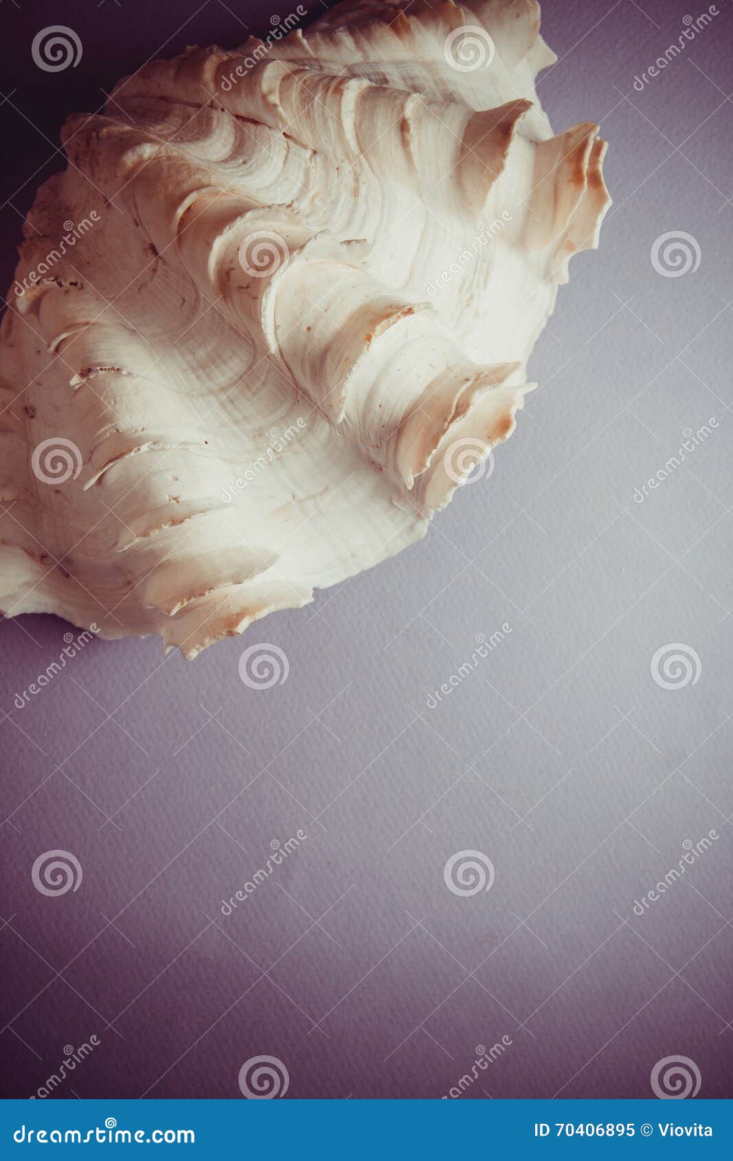 Calcium Shells Royalty-Free Stock Image | CartoonDealer.com #70466026