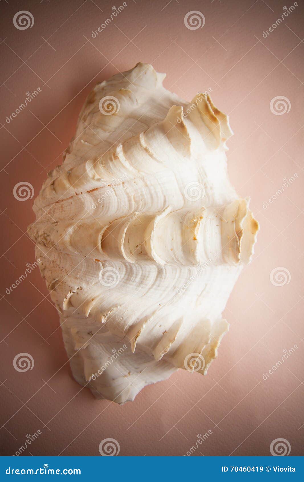 Calcium Shells Royalty-Free Stock Image | CartoonDealer.com #70466026