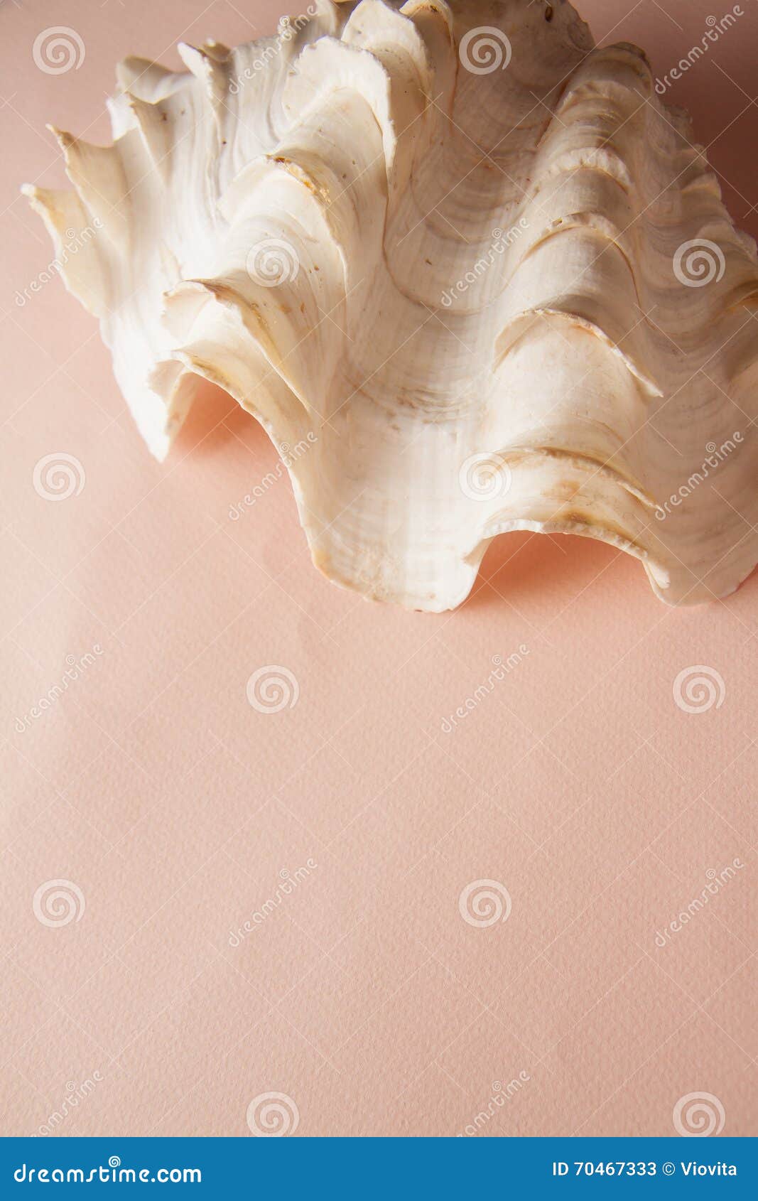 Calcium Shells Royalty-Free Stock Image | CartoonDealer.com #70466026