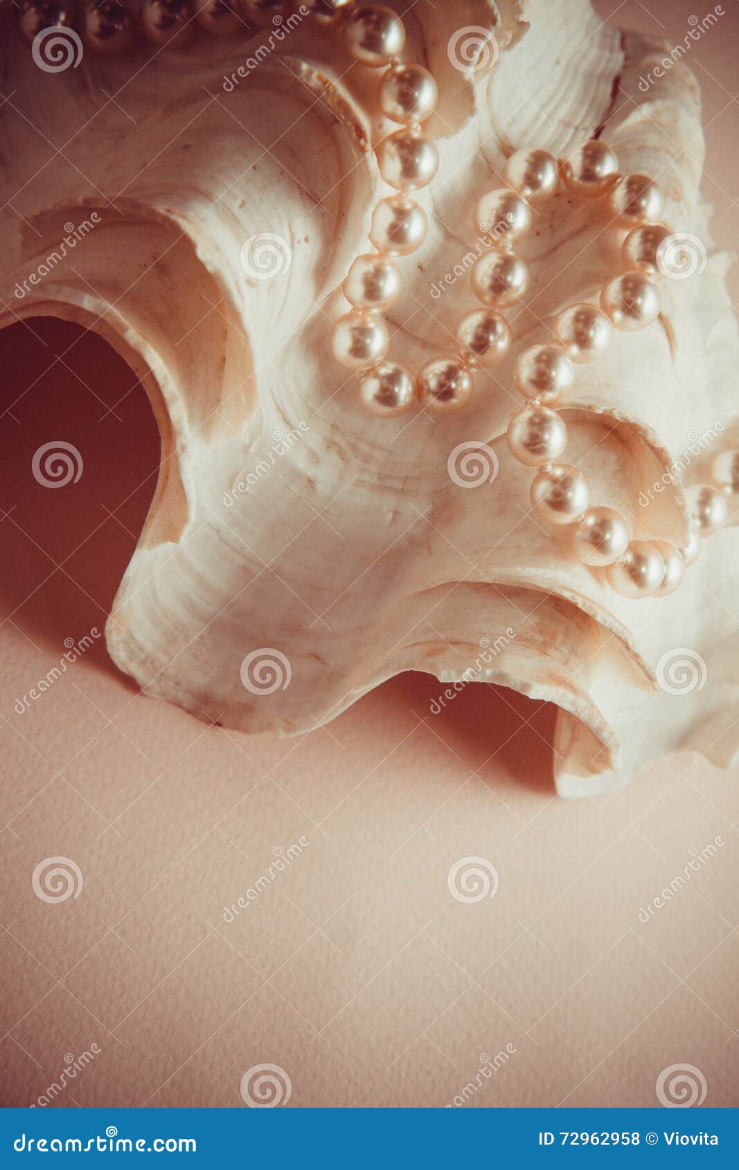 Calcium Shells Stock Image | CartoonDealer.com #70467913