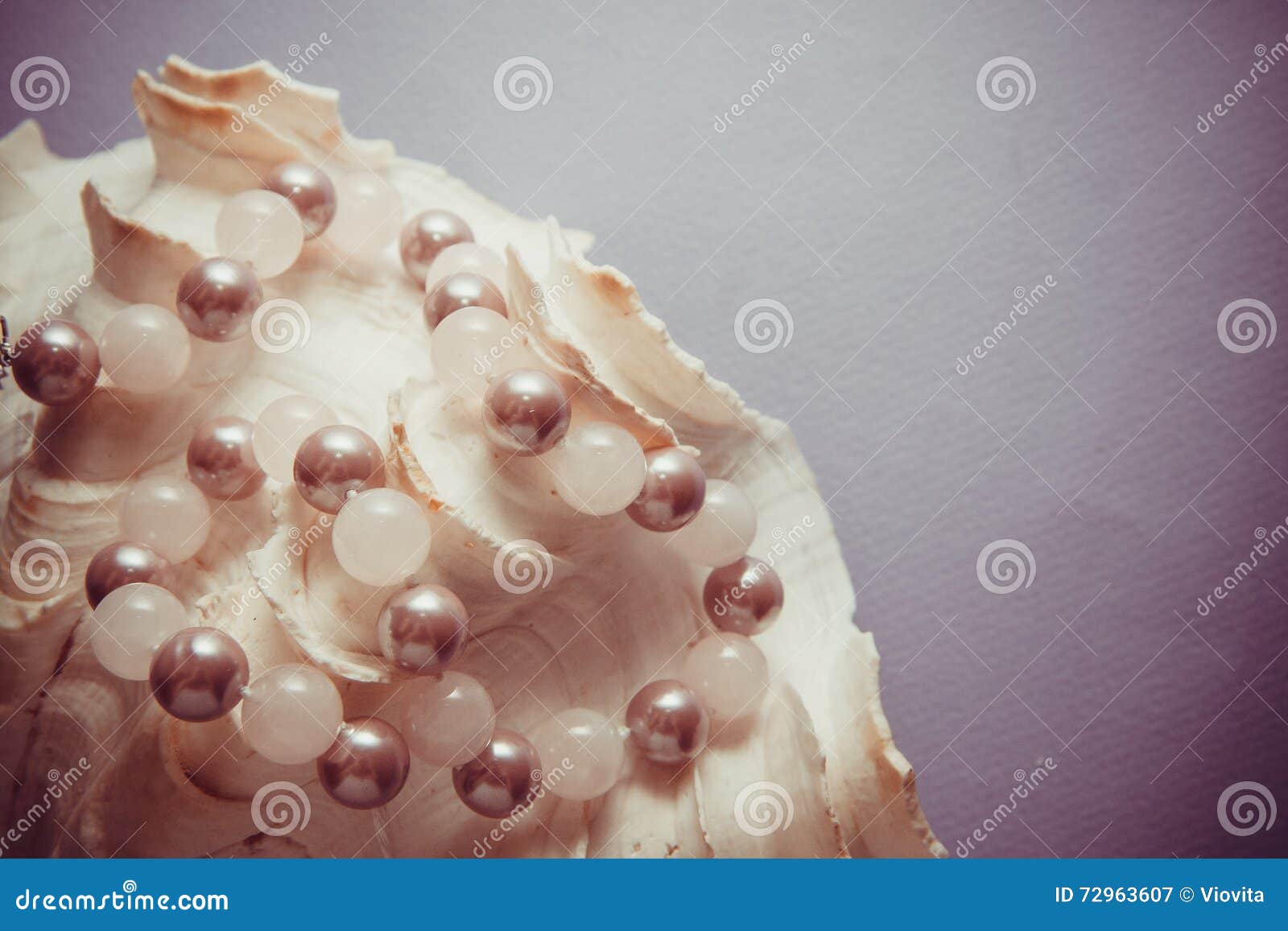 Calcium Shells Stock Image | CartoonDealer.com #70467913
