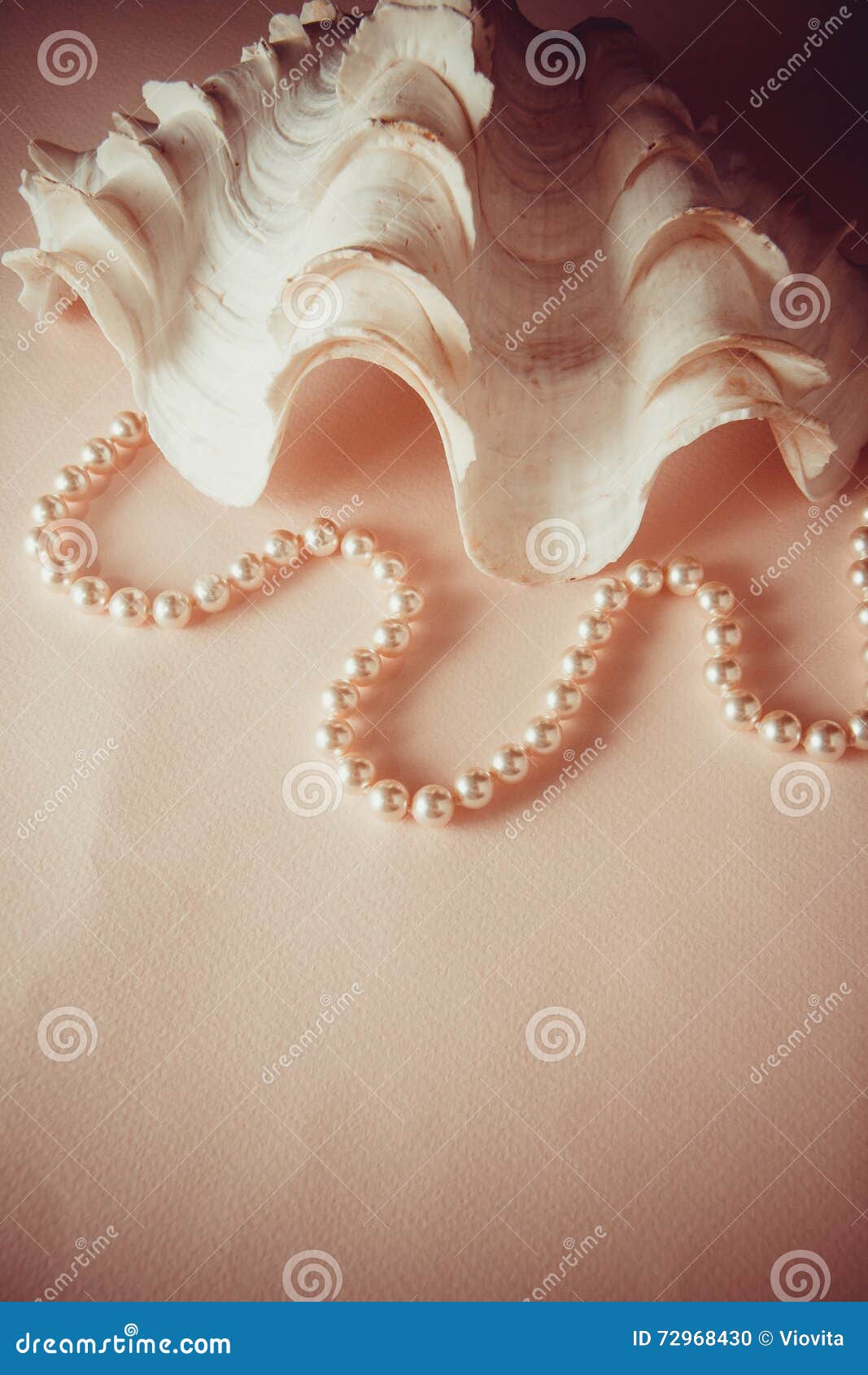 Calcium shells stock photo. Image of natural, exclusive - 72968430