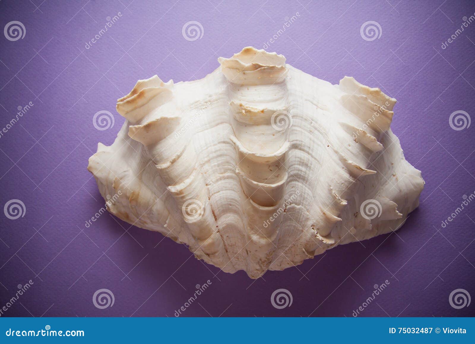 Calcium shells stock image. Image of medical, anatomy - 75032487