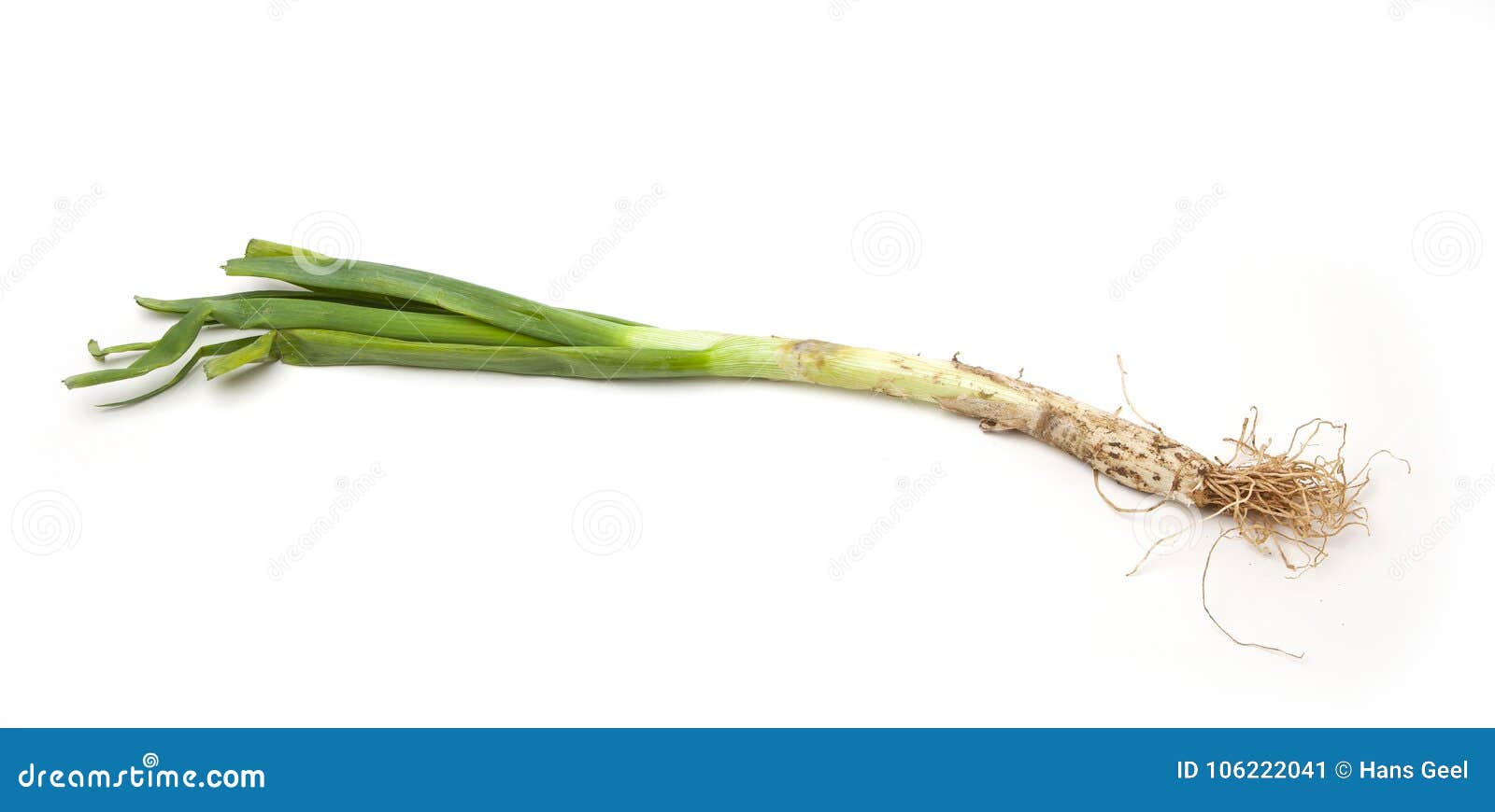 Calcot, Spring Onion from Spain Stock Image - Image of spring, isolated ...