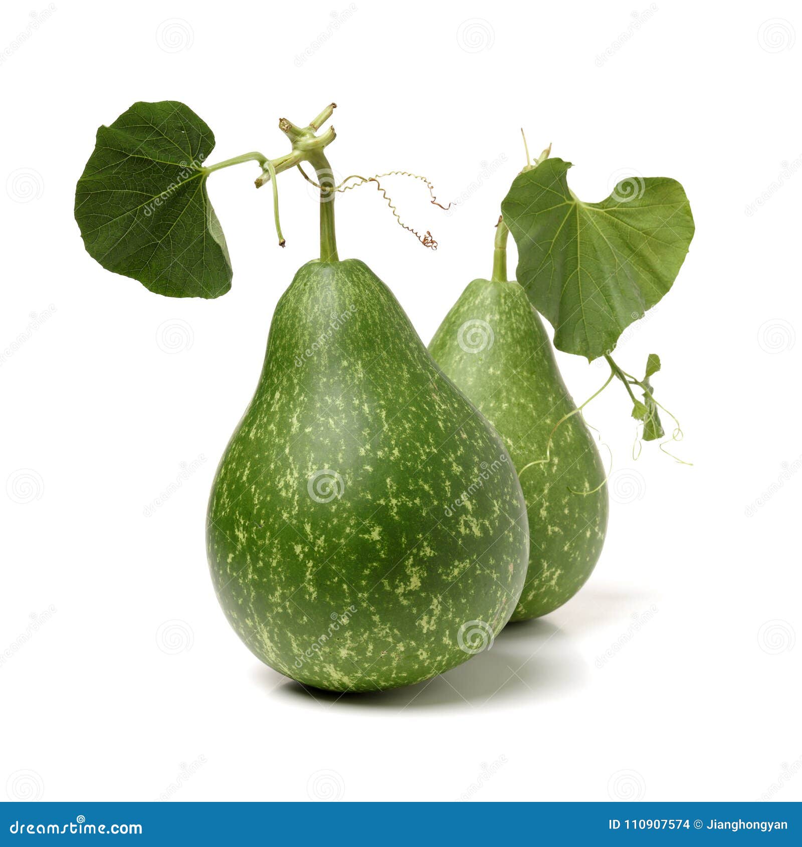 Calebasse, Courge De Bouteille Et Feuilles Photo stock - Image du lames ...