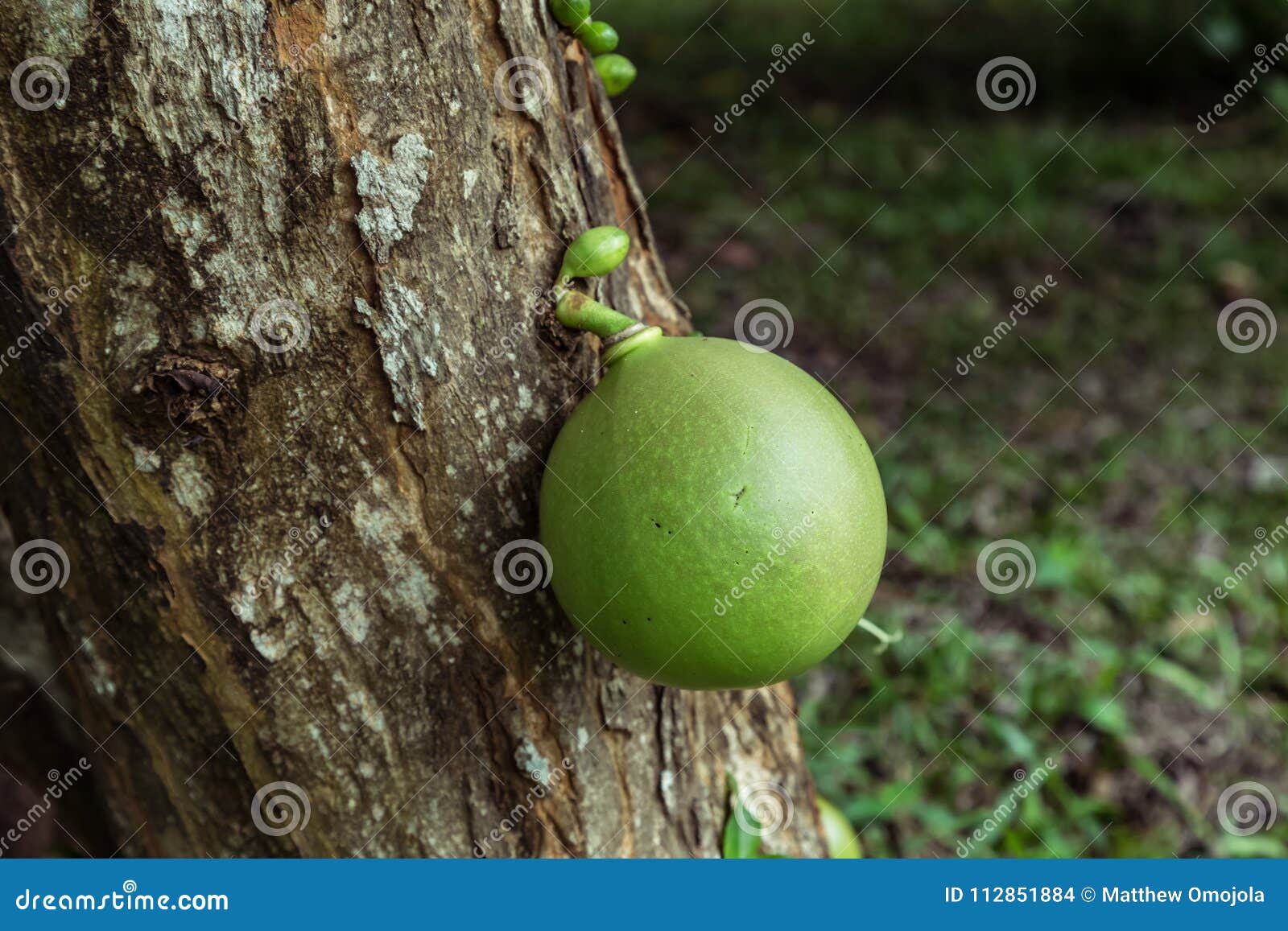 Calebasse Simple De Courge Pendant De La Tige D'arbre Photo stock ...