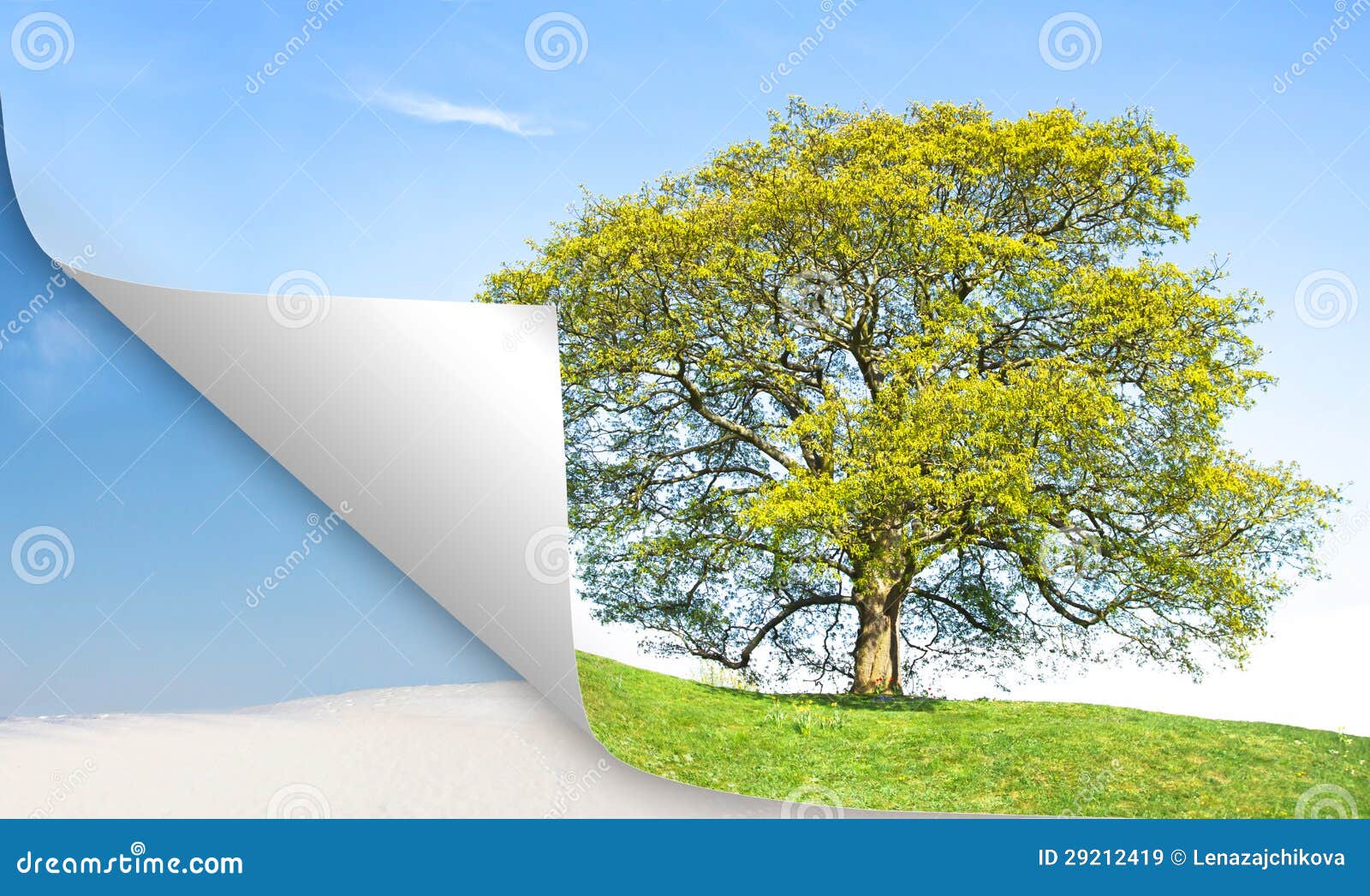 Calendar Tree Summer Vs Winter Stock Image - Image of cambridge, autumn ...