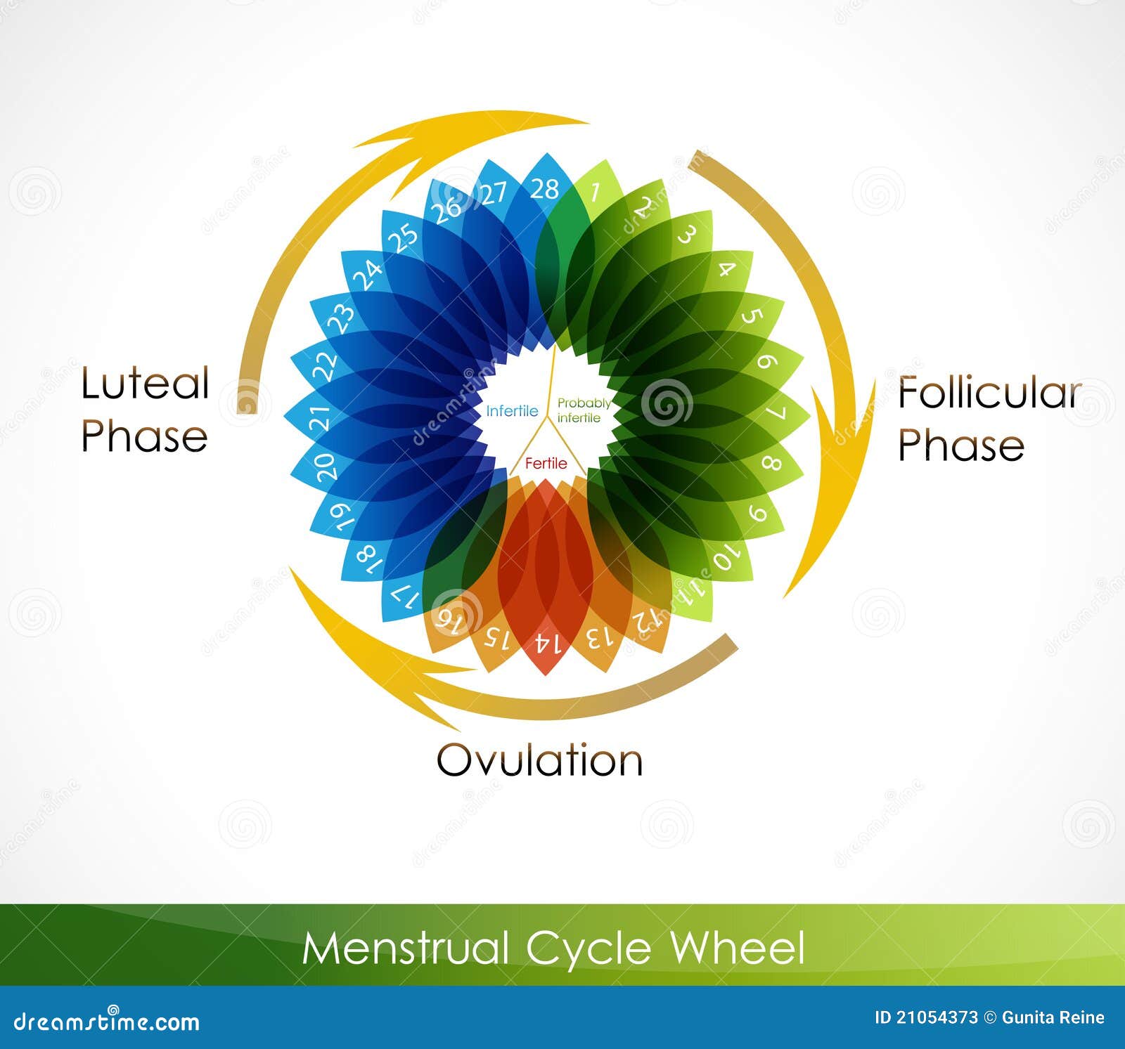 Calendrier De Cycle Menstruel Illustration de Vecteur - Illustration du ...