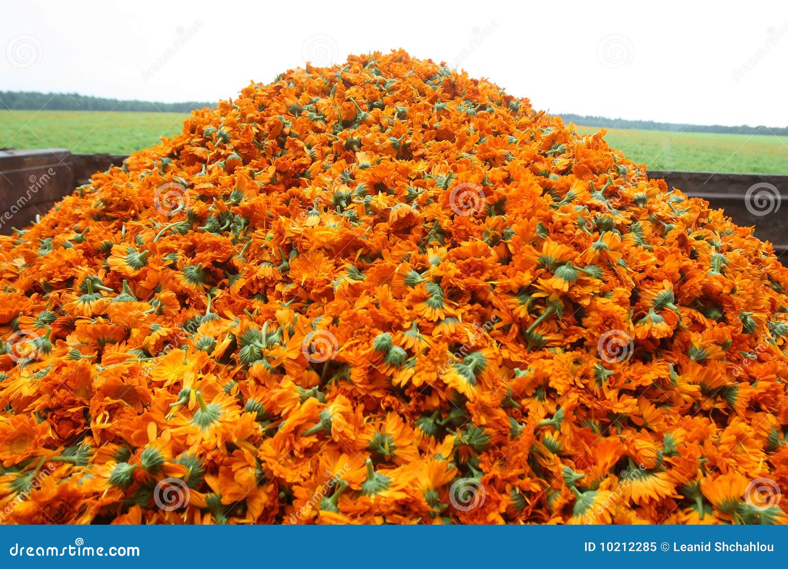 Calendula stock image. Image of calendula, green, orange - 10212285
