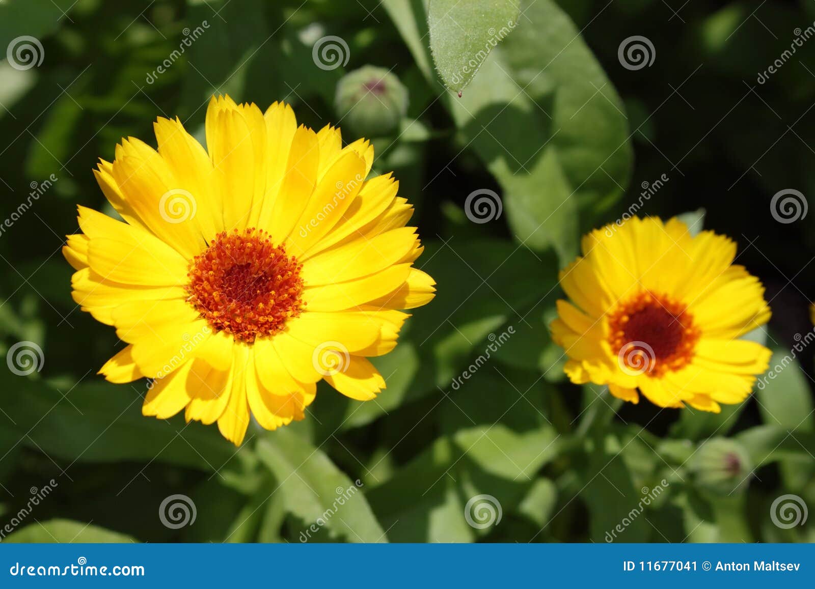 Calendula imagen de archivo. Imagen de colorido, flora - 11677041
