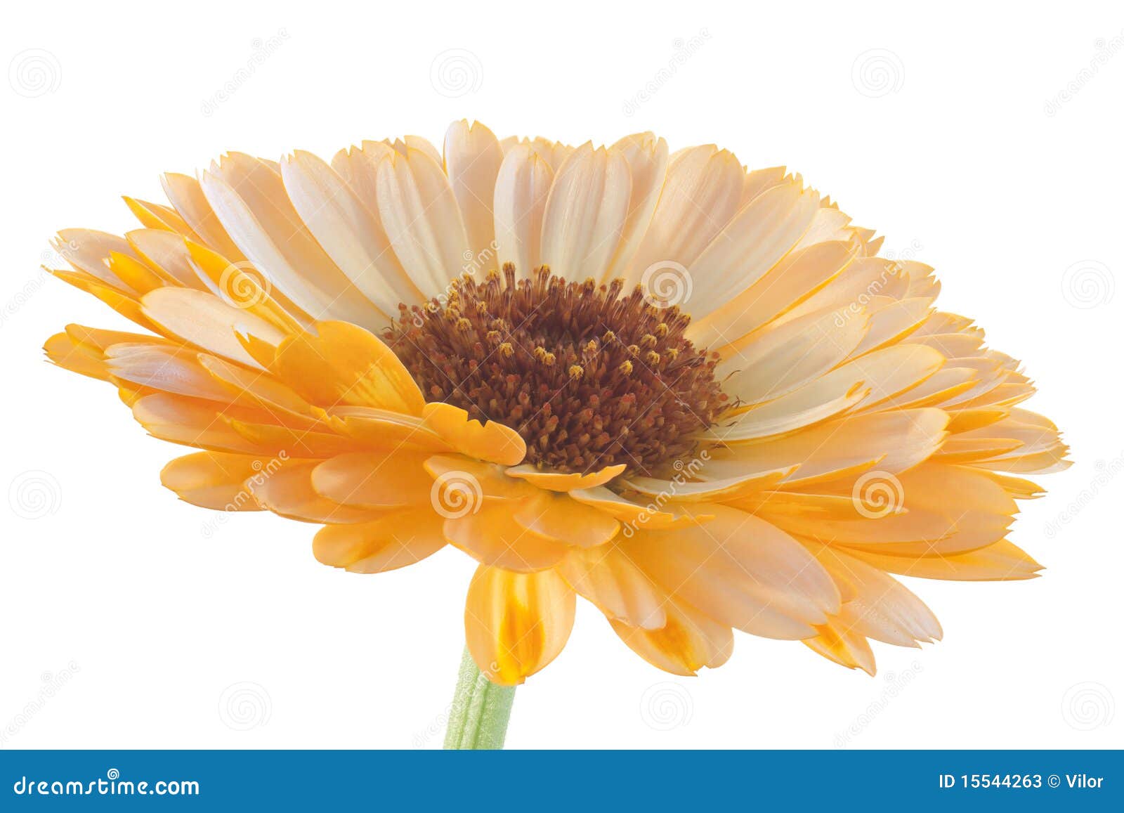 Calendula stock image. Image of bloom, isolated, botany - 15544263