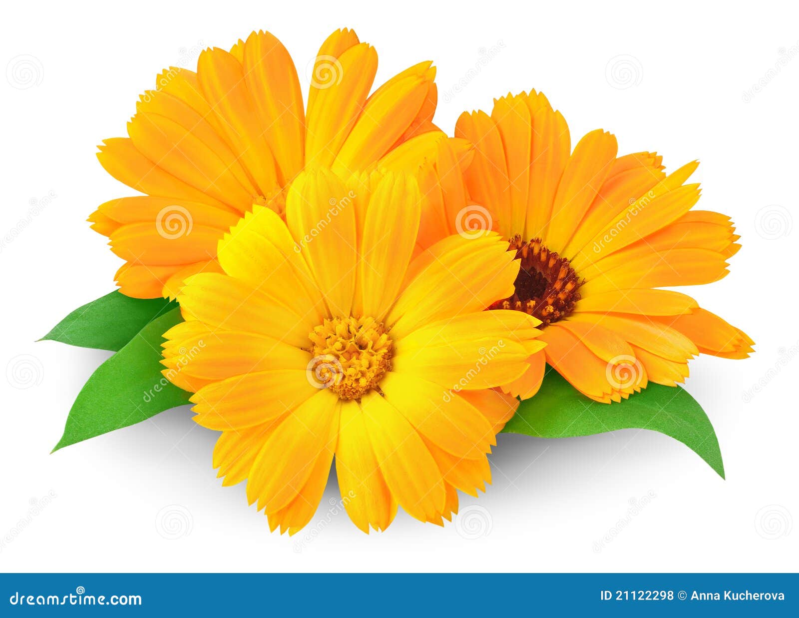 Isolated Calendula (marigold) Stock Photo - Image of head, horizontal ...