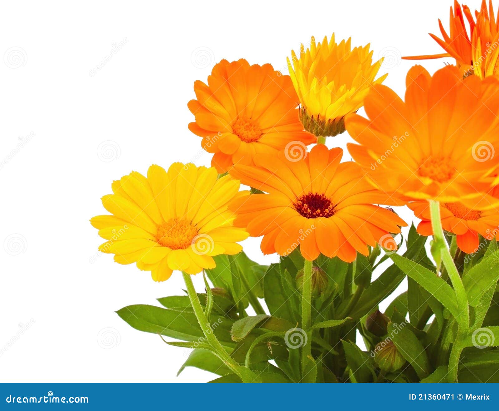 Calendula stock image. Image of calendula, herbal, macro - 21360471
