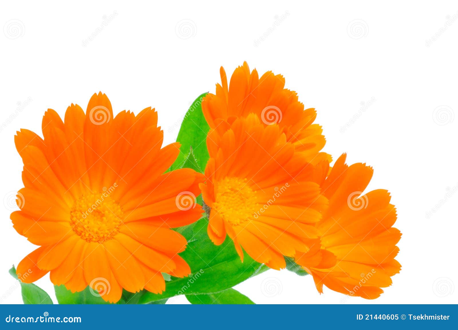Calendula stock image. Image of leaf, floral, green, herbal - 21440605