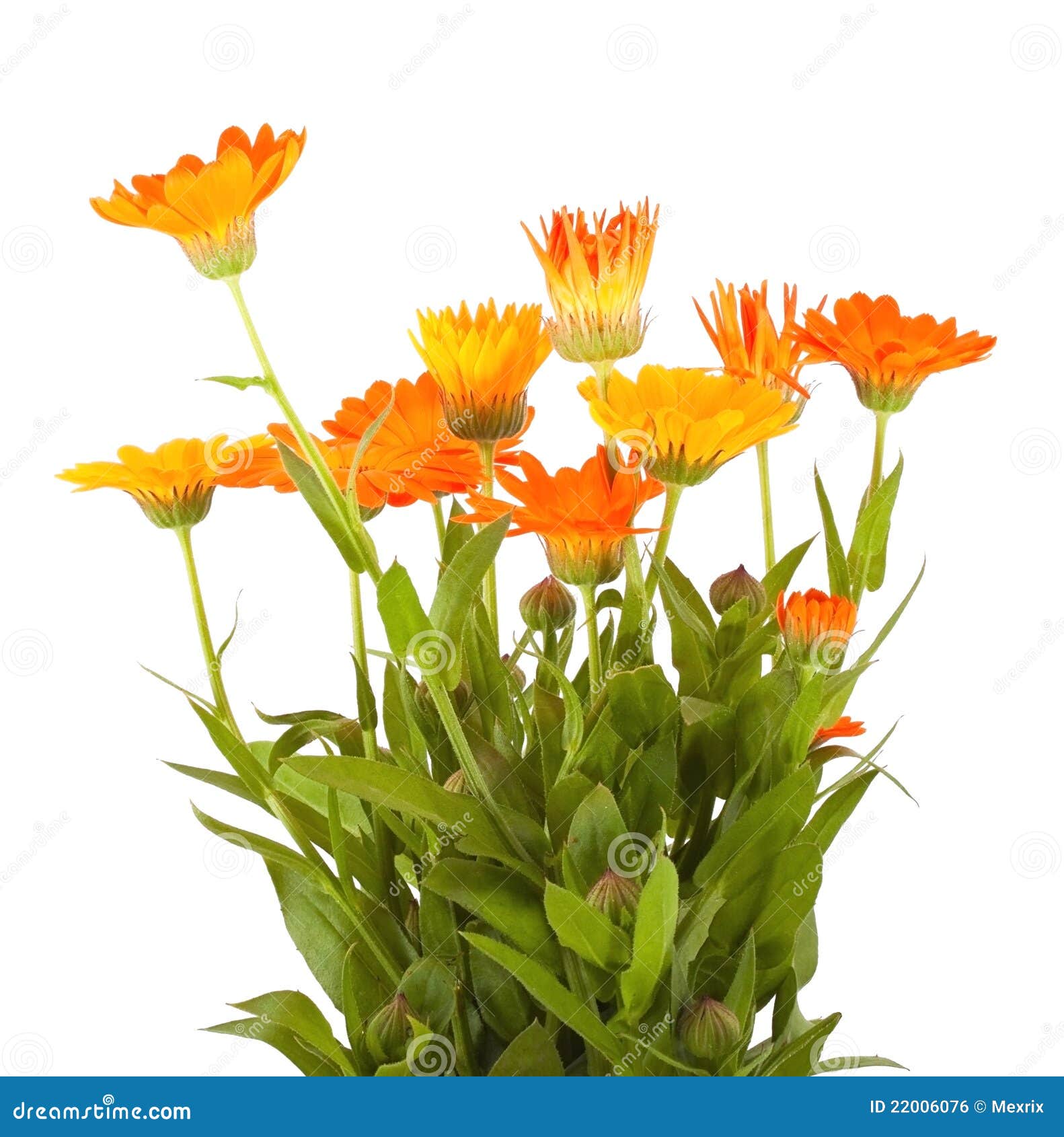 Calendula stock photo. Image of holiday, bends, leaf - 22006076