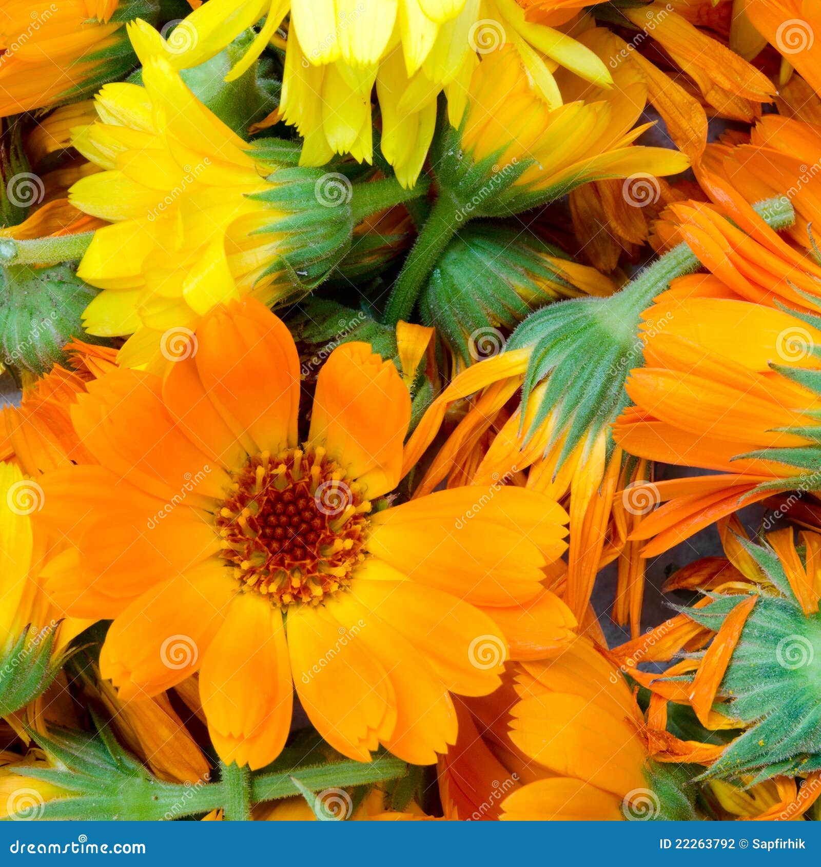 Calendula stock photo. Image of blossom, colour, cutout - 22263792