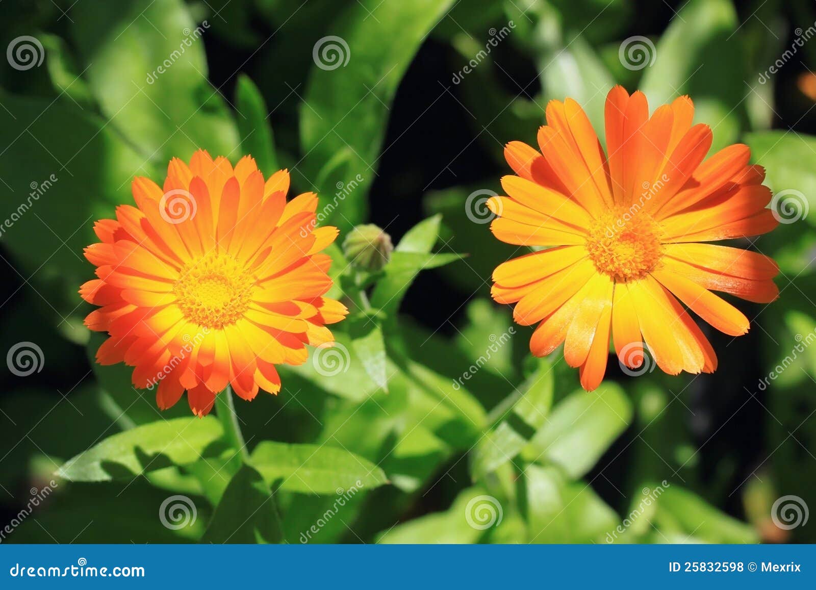 Calendula stock photo. Image of macro, colorful, bouquet - 25832598
