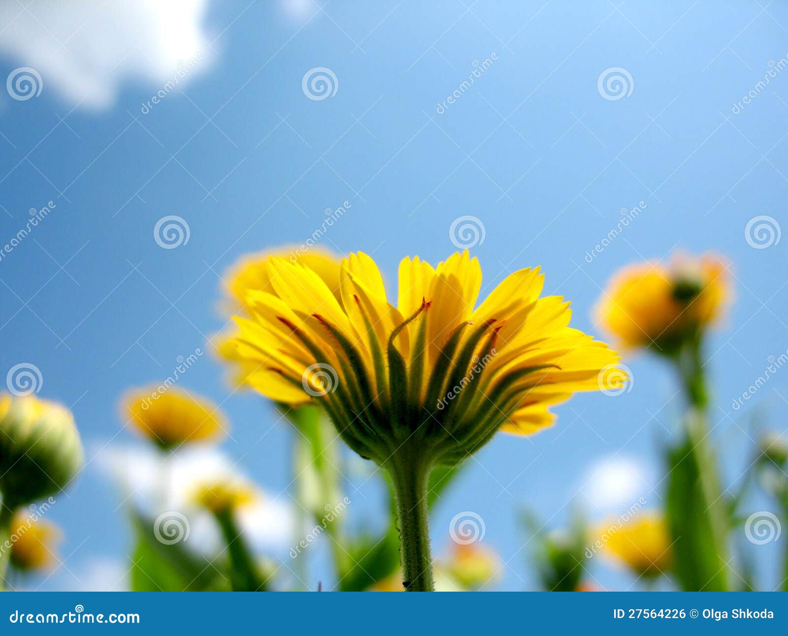 Calendula stock photo. Image of calendula, yellow, green - 27564226