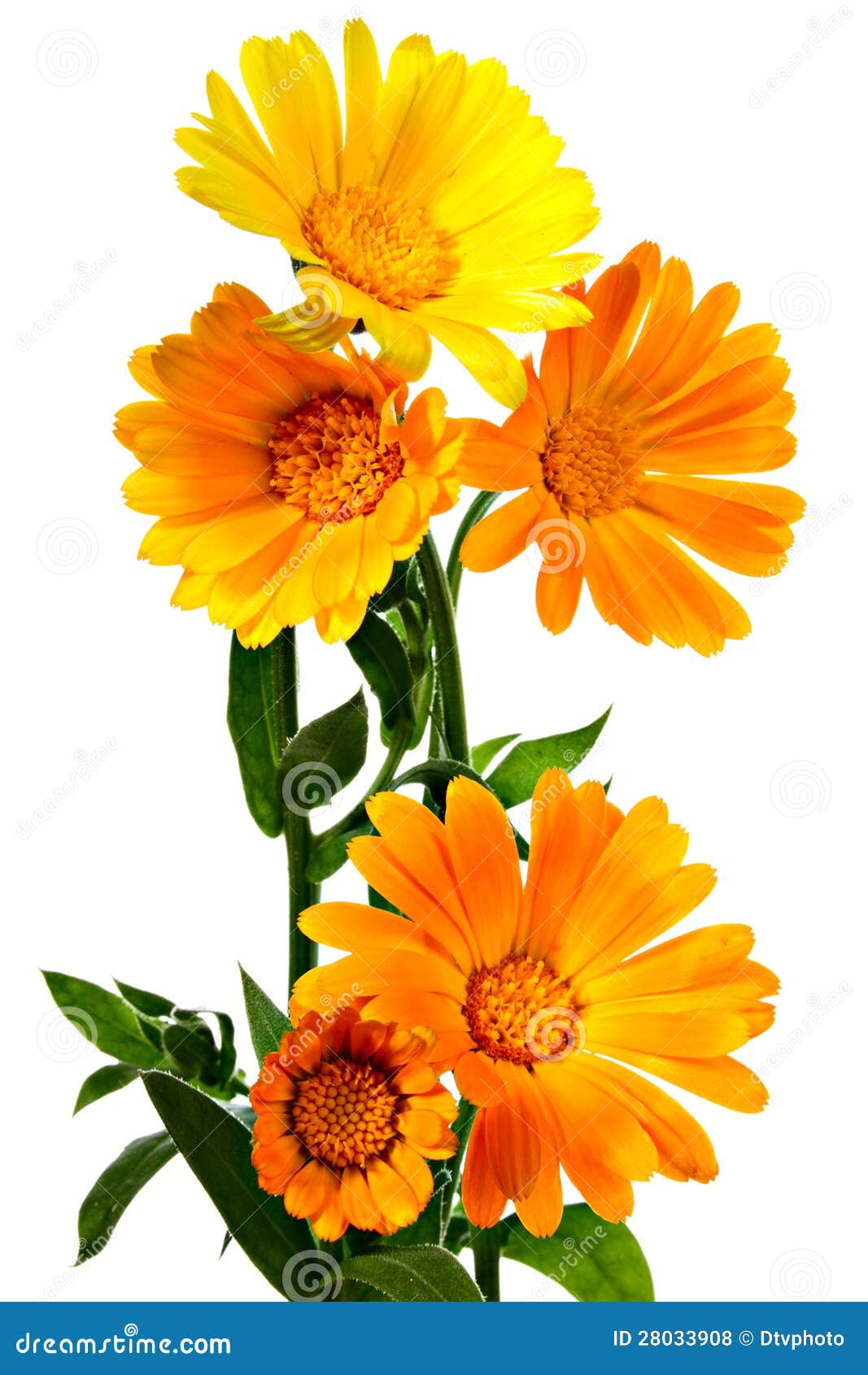 Calendula stock photo. Image of excellent, bouquet, medicine - 28033908