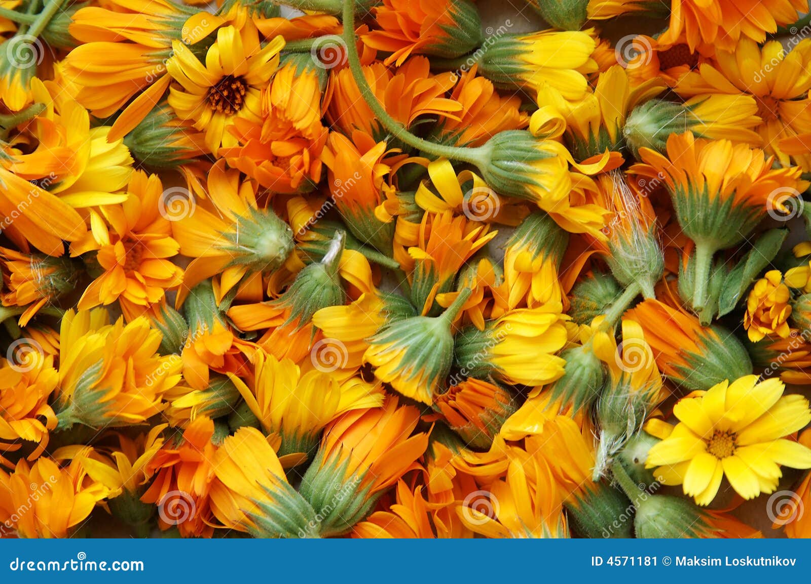 Calendula imagen de archivo. Imagen de planta, fondos - 4571181