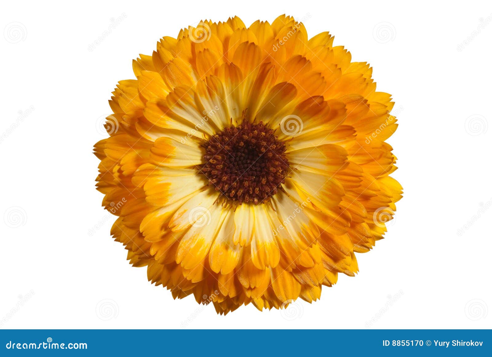 Calendula stock photo. Image of blossom, head, calendula - 8855170