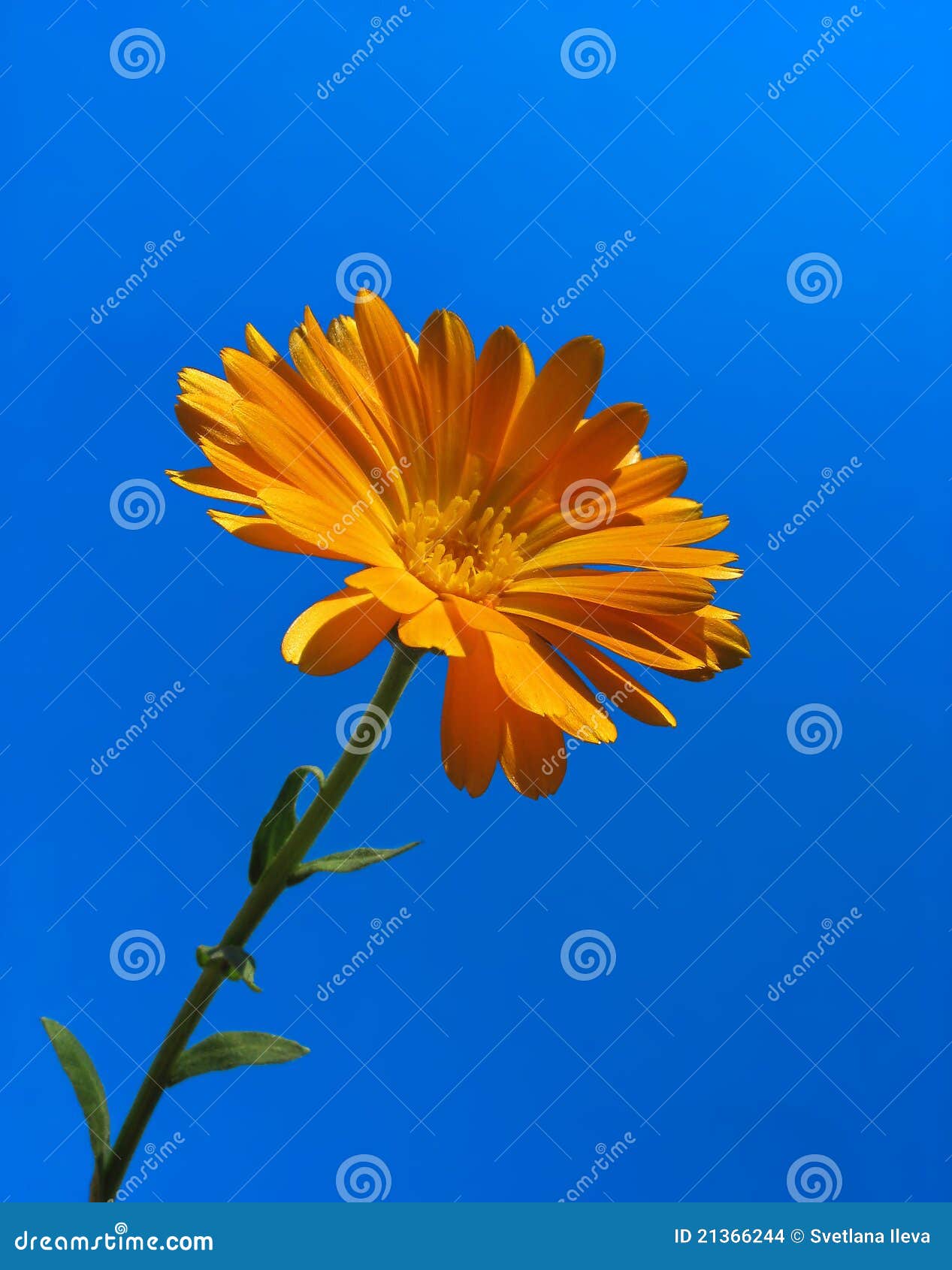 Calendula Against Blue Sky Background Stock Photo - Image of closeup ...