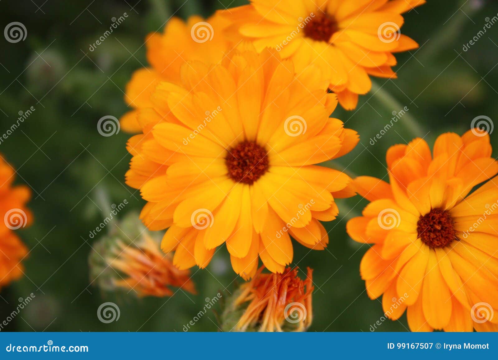 Calendula stock image. Image of yellow, floral, botany - 99167507