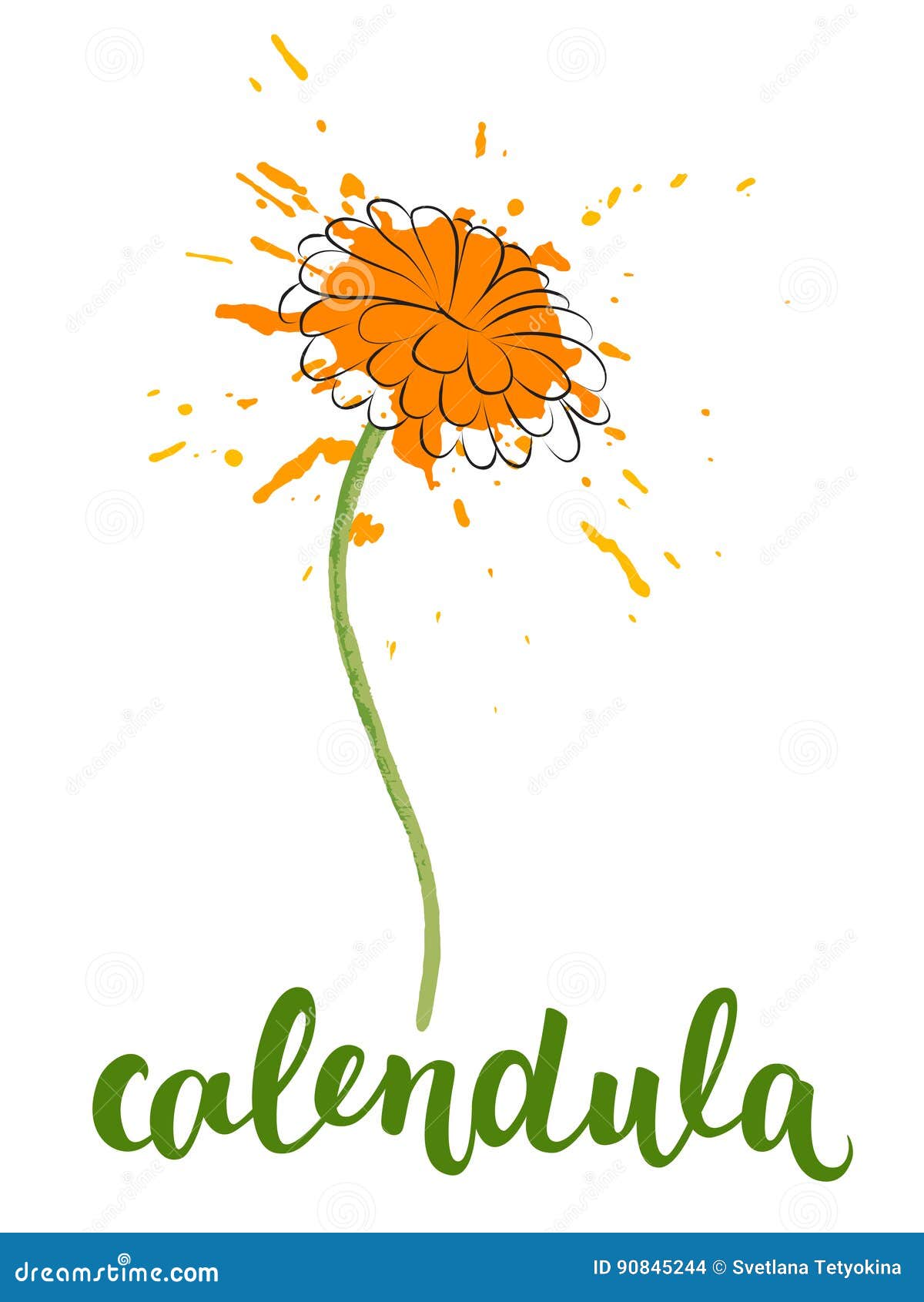 Calendula with Calligraphic Name Stock Vector - Illustration of ...