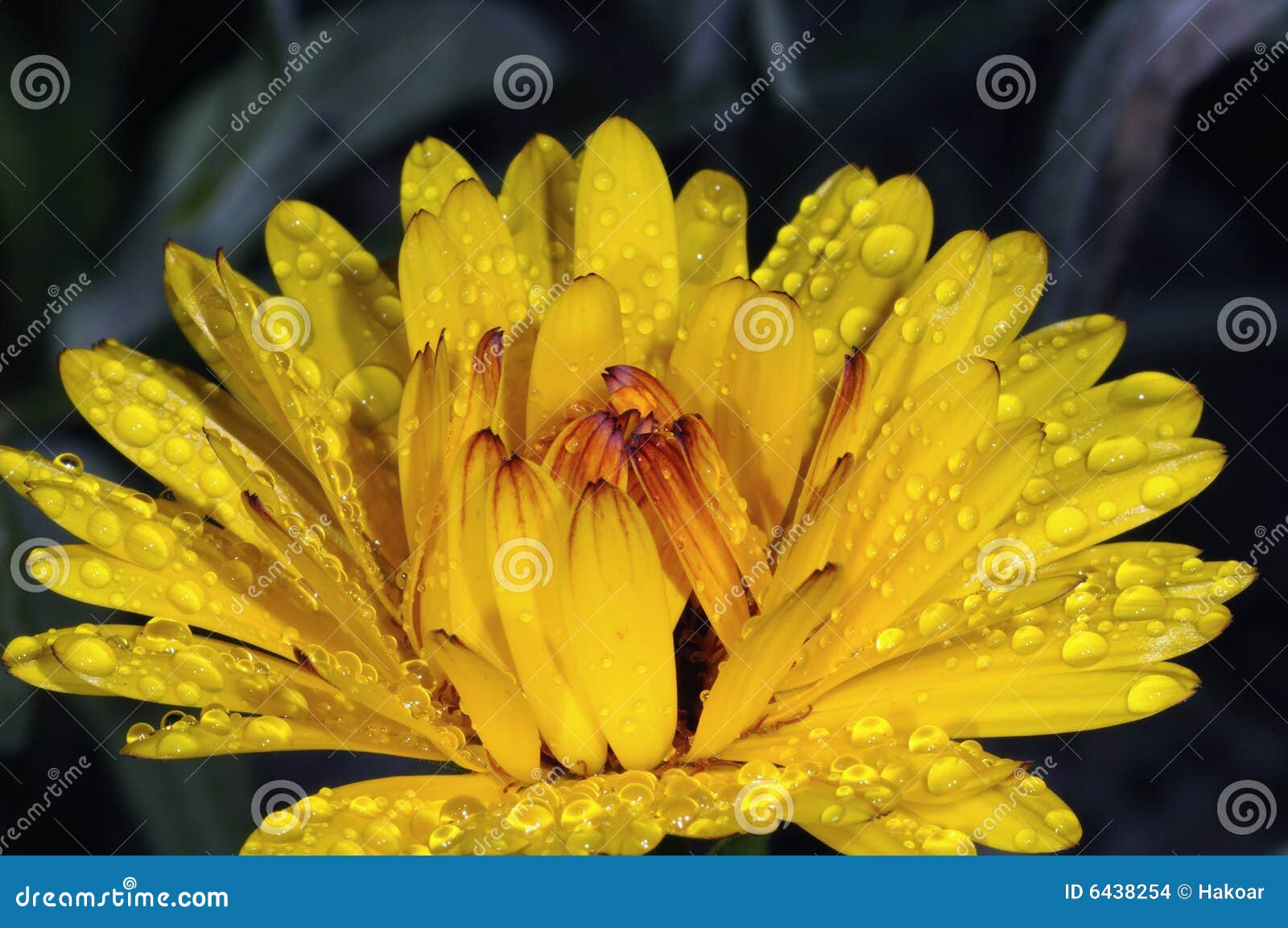 Calendula dwarf portrait stock photo. Image of calendula - 6438254