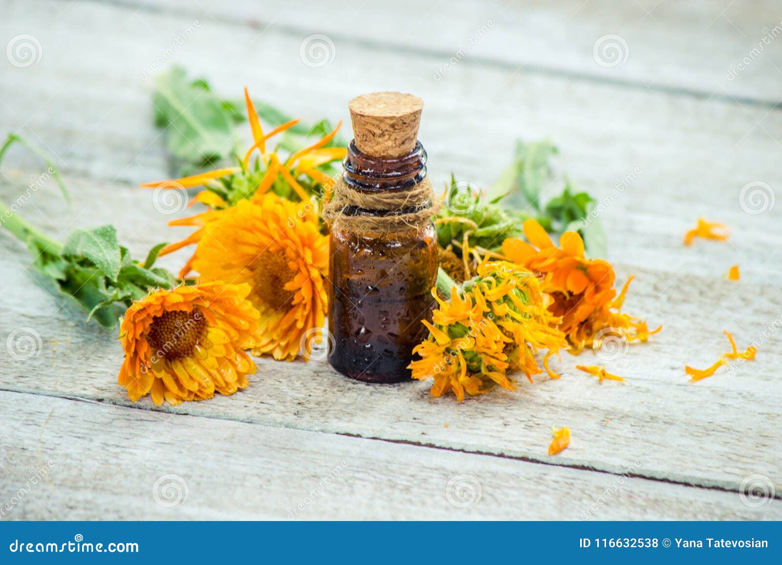 The Calendula Extract. Medicinal Plants Stock Photo - Image of burdock ...