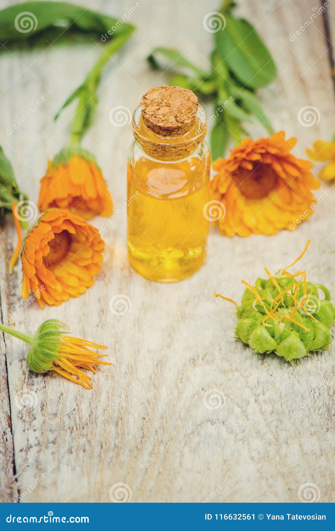 The Calendula Extract. Medicinal Plants Stock Image - Image of collage ...