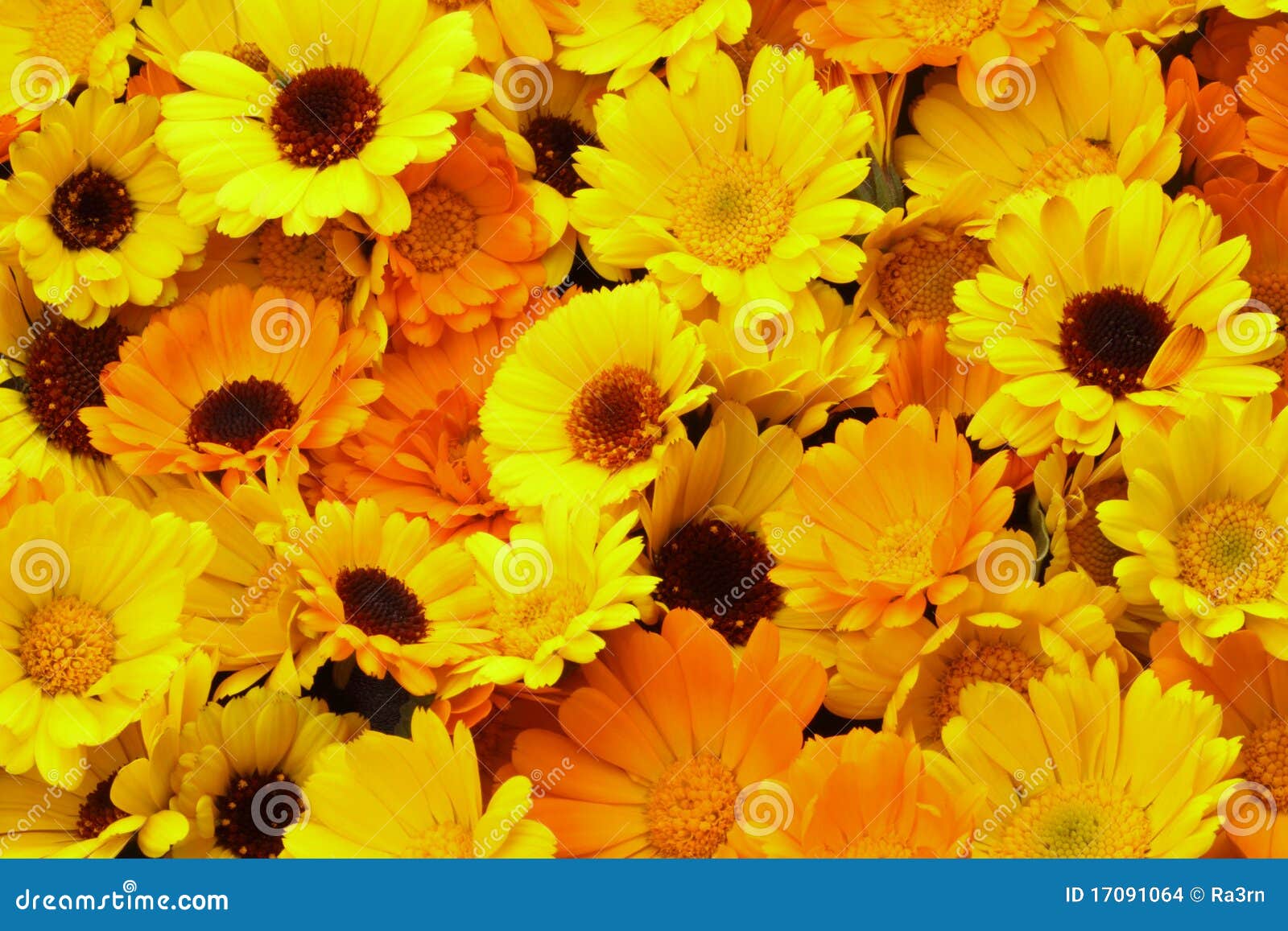 Calendula - Floral Background Stock Photo - Image of floral, background ...