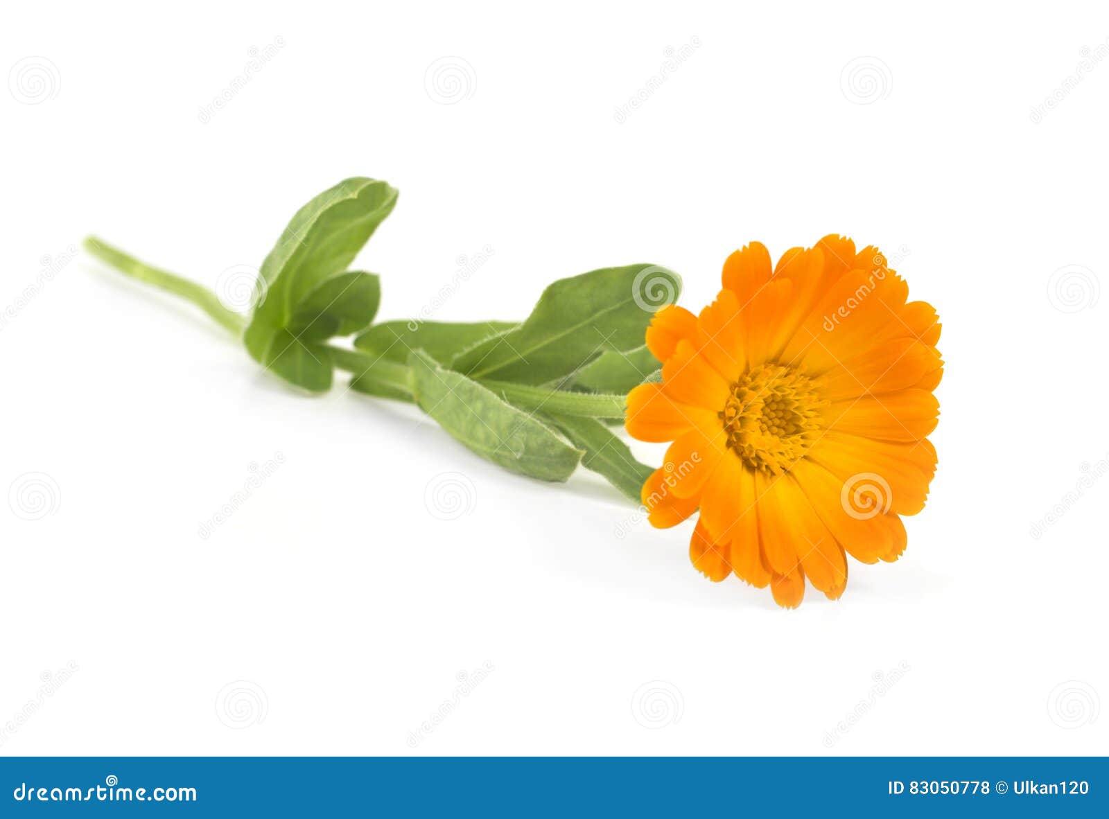 Calendula Flores De La Maravilla Foto de archivo - Imagen de flor ...