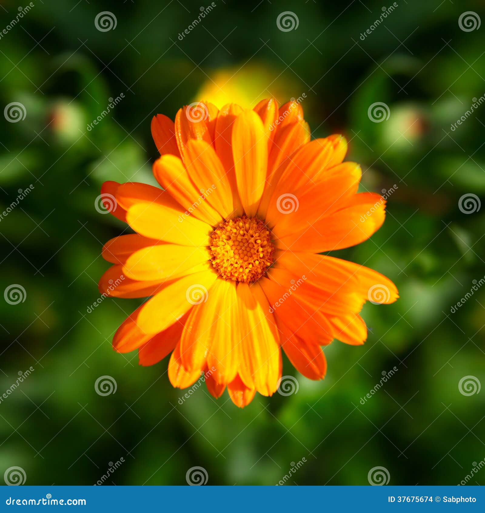 Calendula Flower stock photo. Image of blossom, botany - 37675674