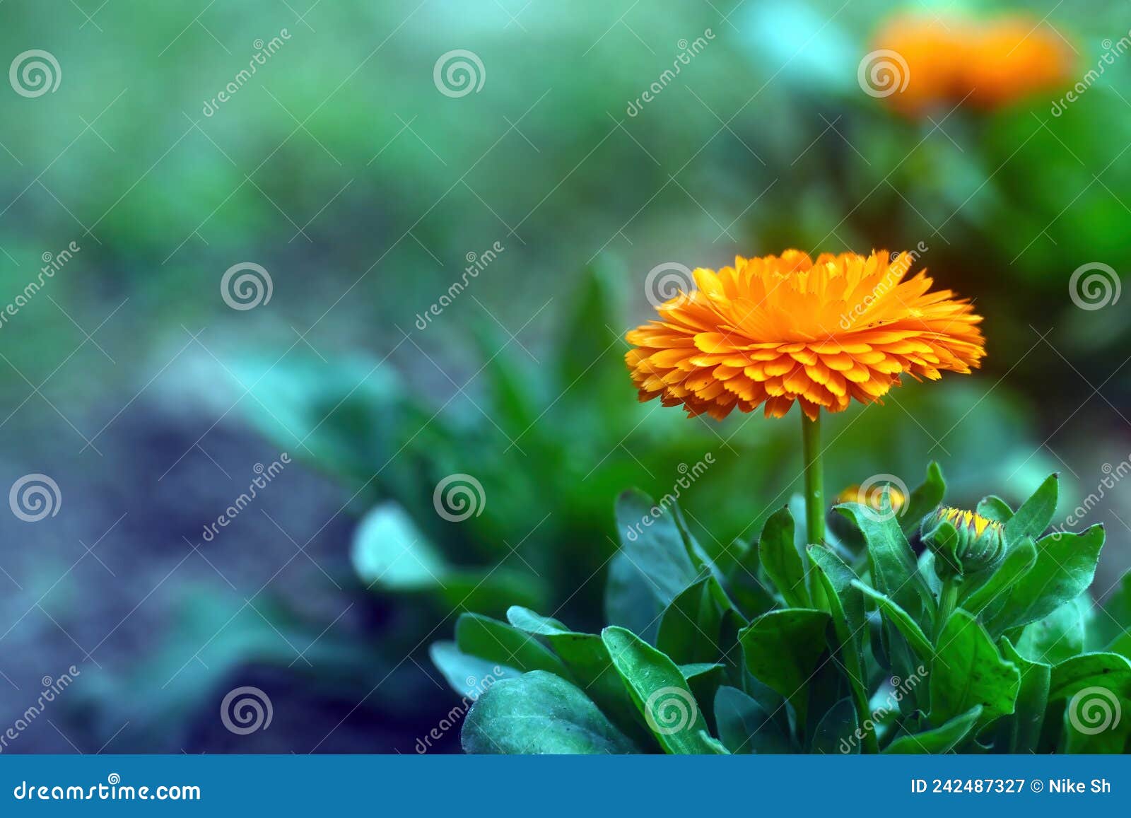 Calendula flower stock image. Image of fragnance, flower - 242487327