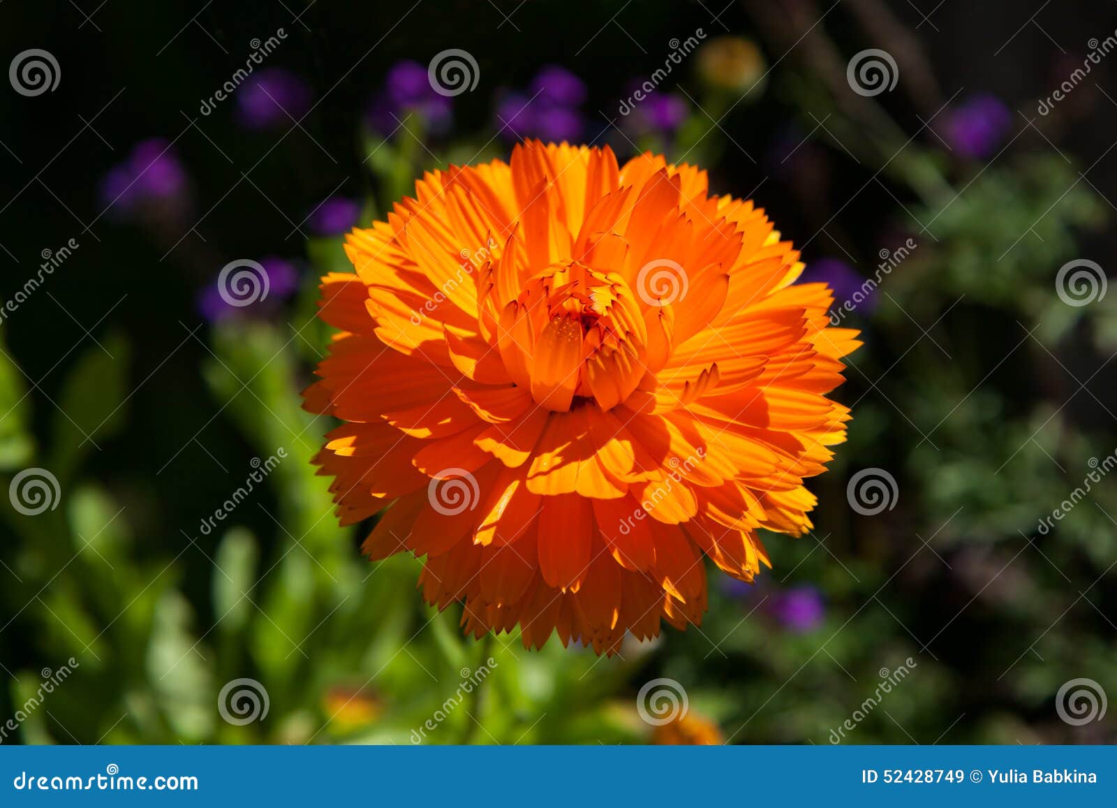 Calendula flower stock image. Image of officinalis, herb - 52428749