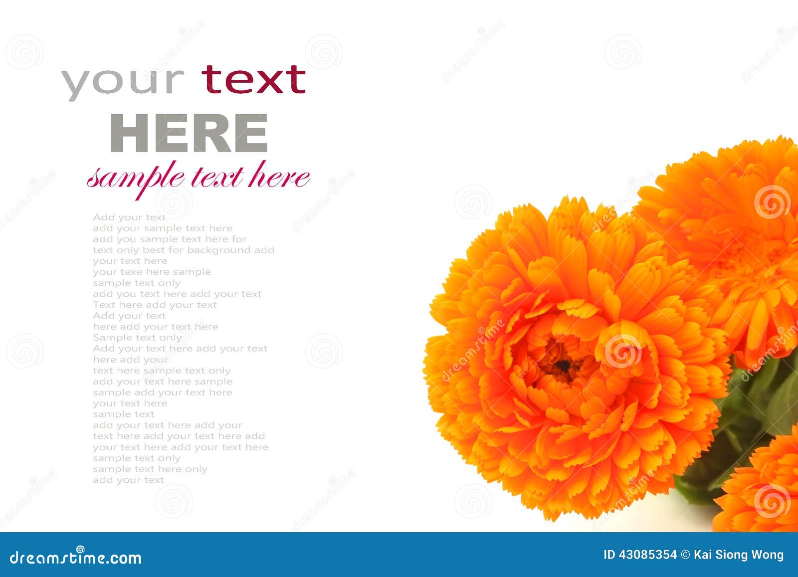 Calendula flower stock illustration. Illustration of officinalis - 43085354