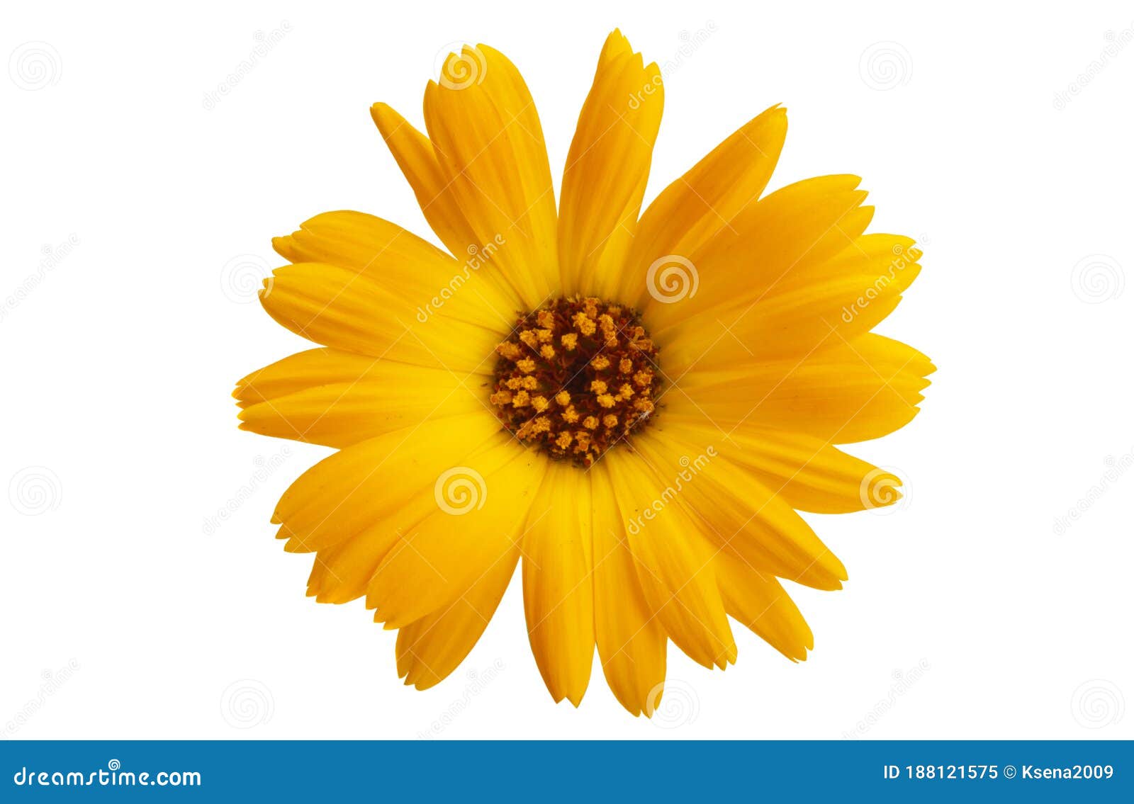 Calendula flower isolated stock image. Image of asteraceae - 188121575